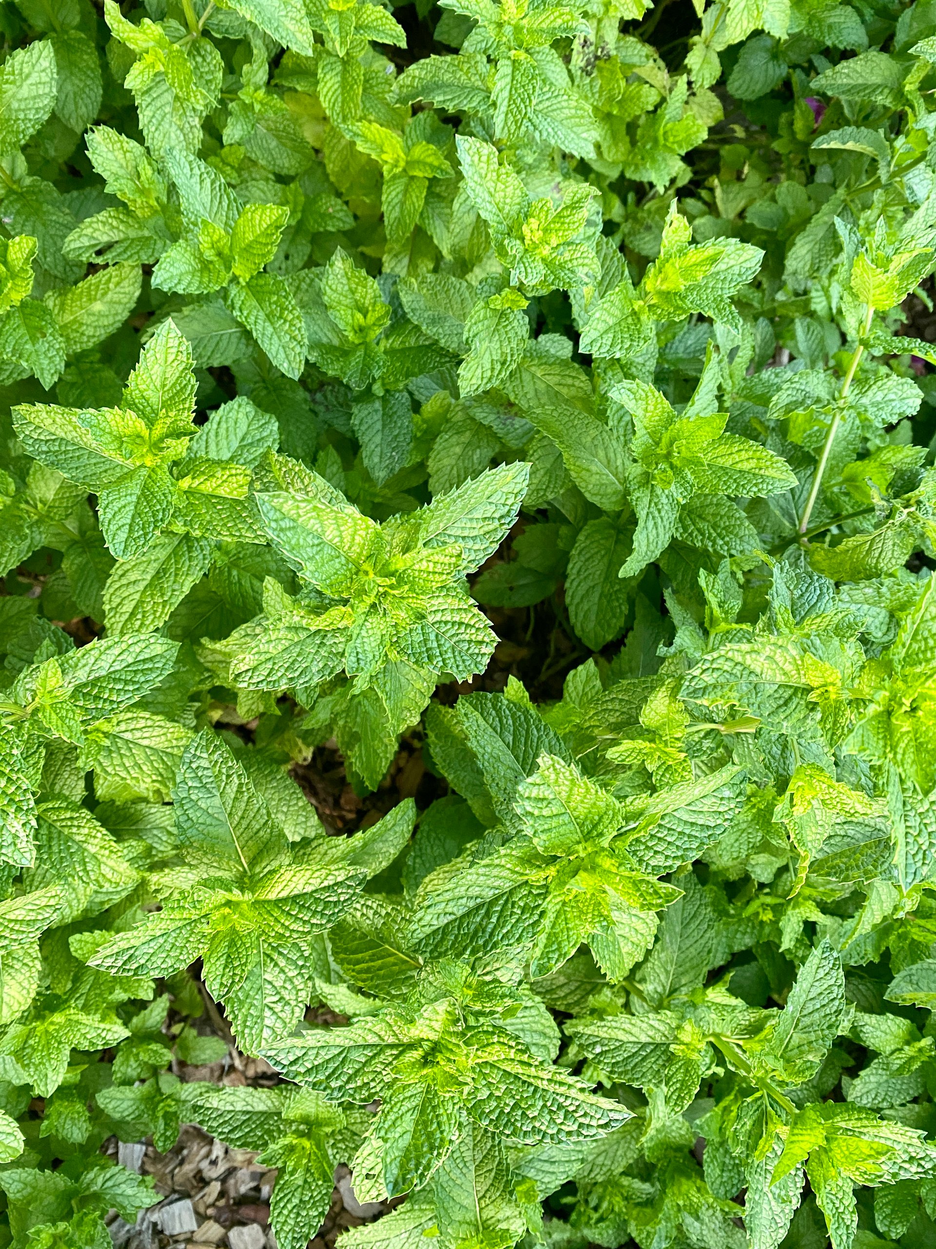 Mint - Sweet Mint Bunch on Farmish