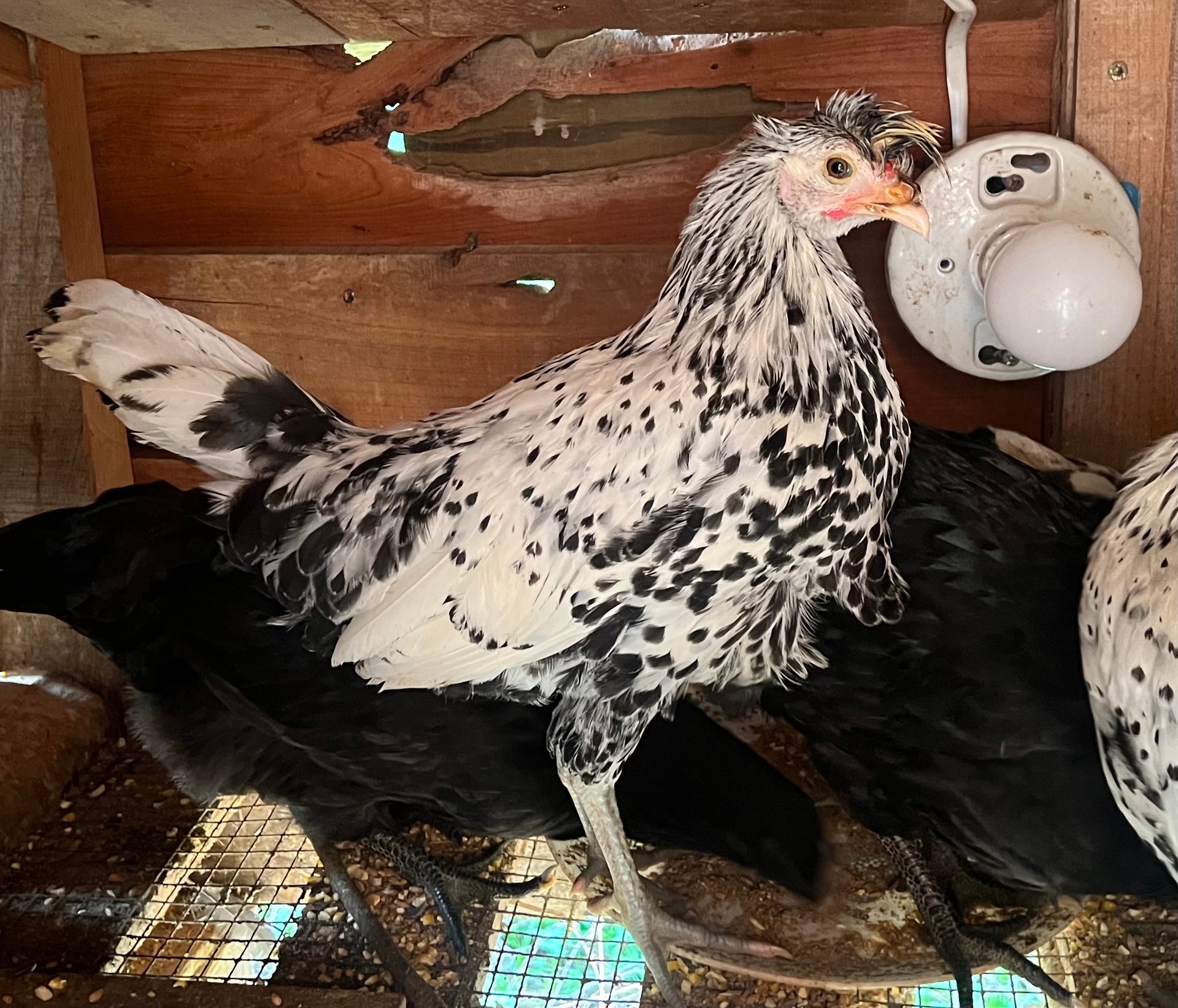 Silver spangled appenzellar spitzhauben chicks/growout roos on Farmish