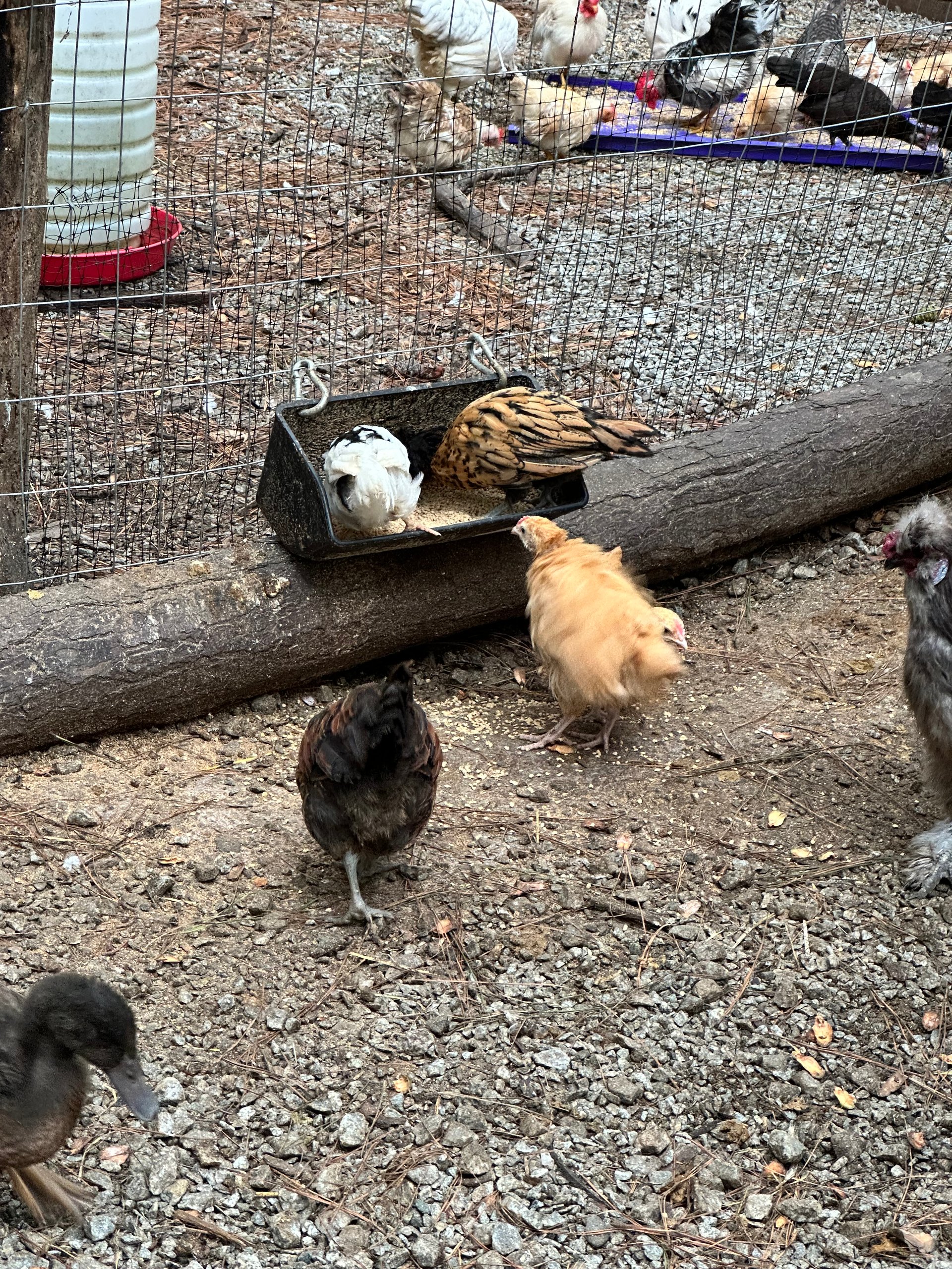 Lavender Buff Orpington Chicks and Americana Chicks on Farmish