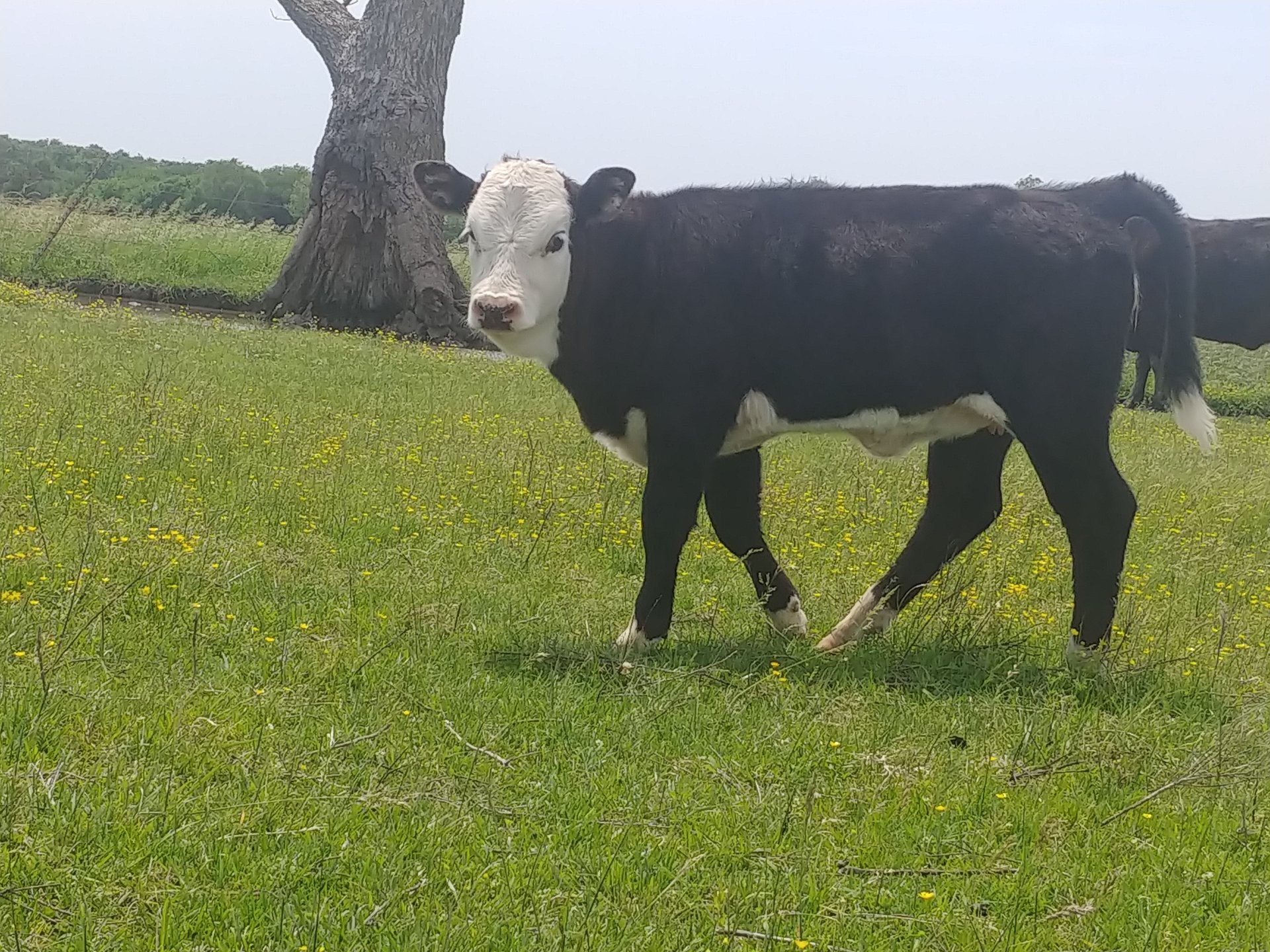 Homestead Livestock (sheep, dairy goats, mini-cattle on Farmish