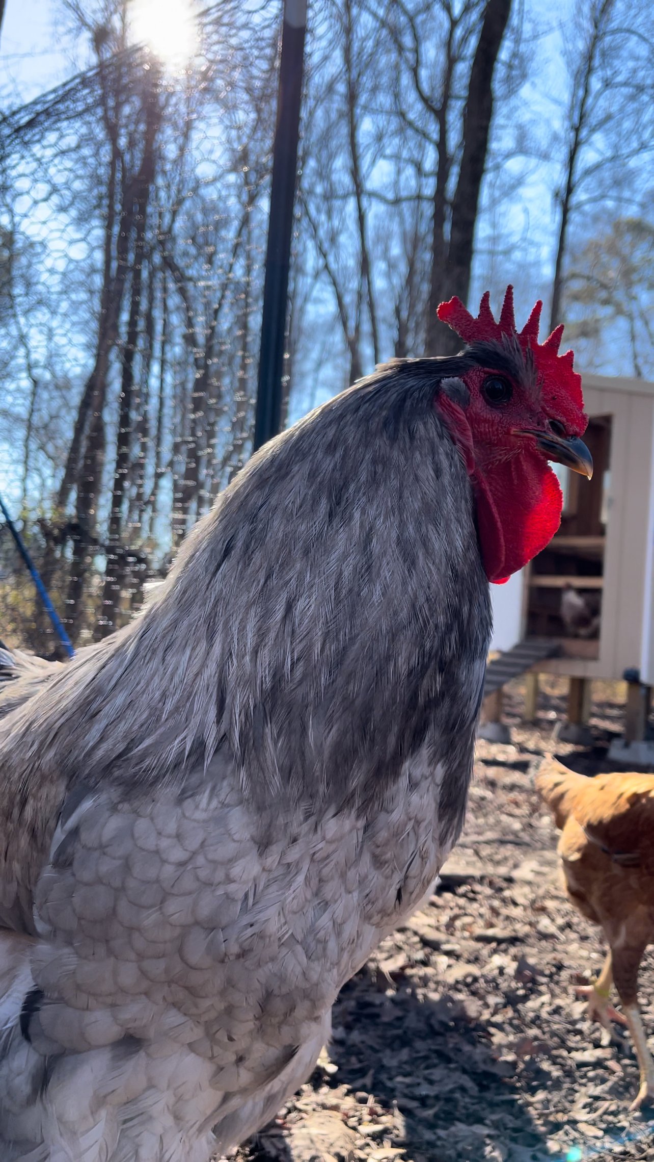 Jersey Giant Rooster on Farmish
