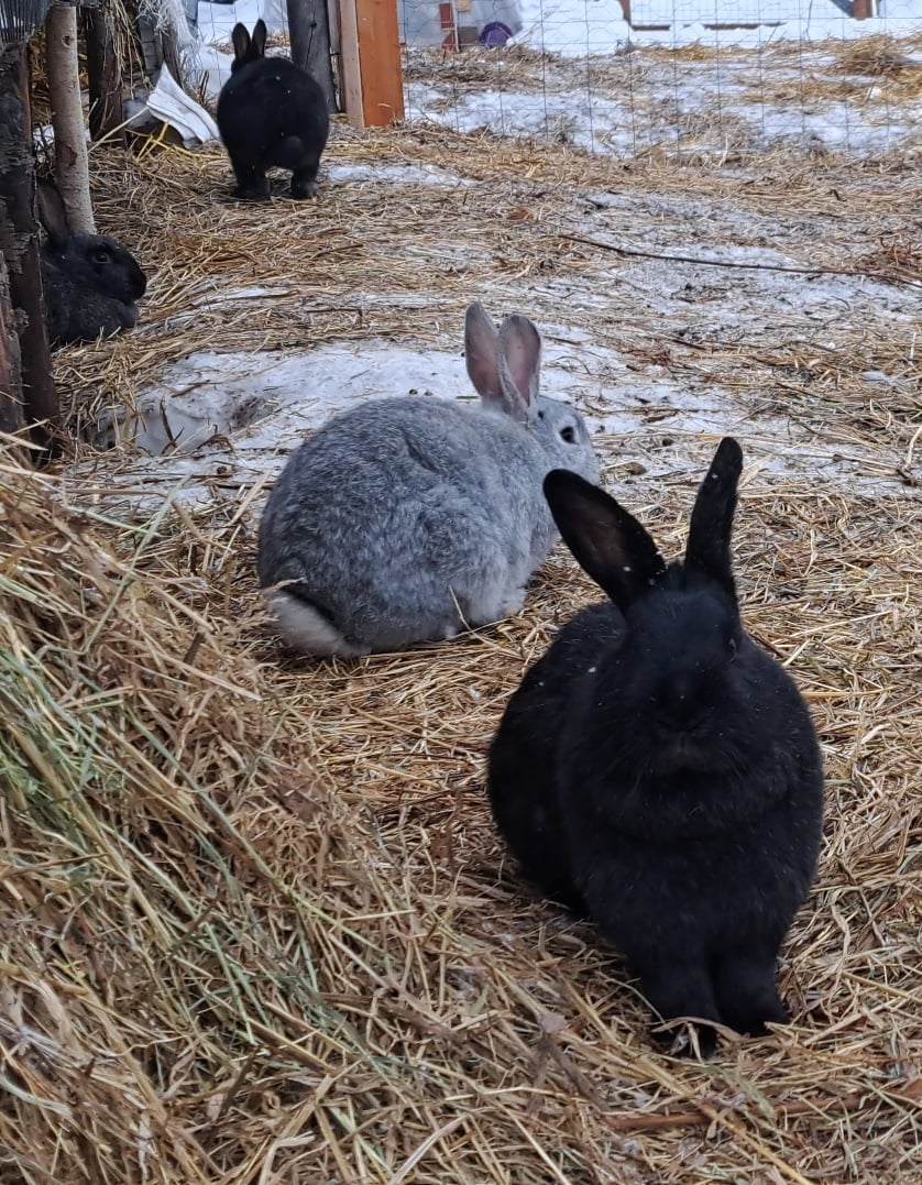 Market Rabbit Kits on Farmish