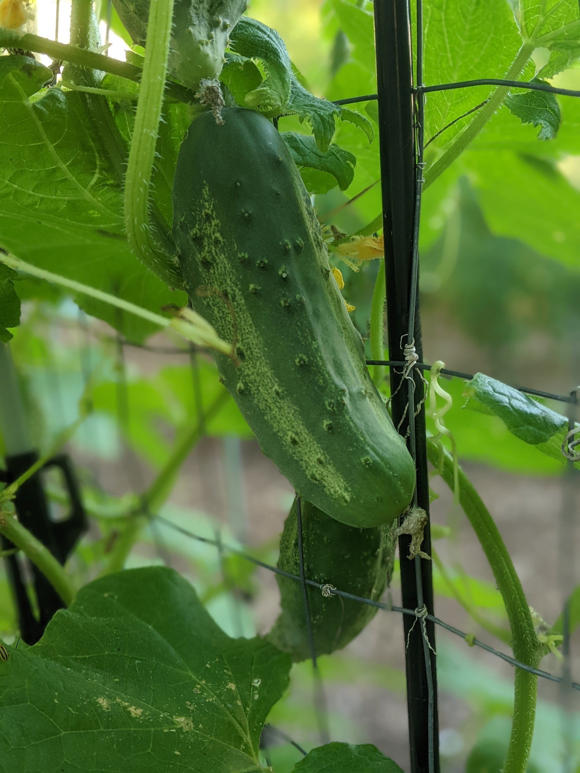 Heirloom Cucumbers - Fresh from the Garden! on Farmish