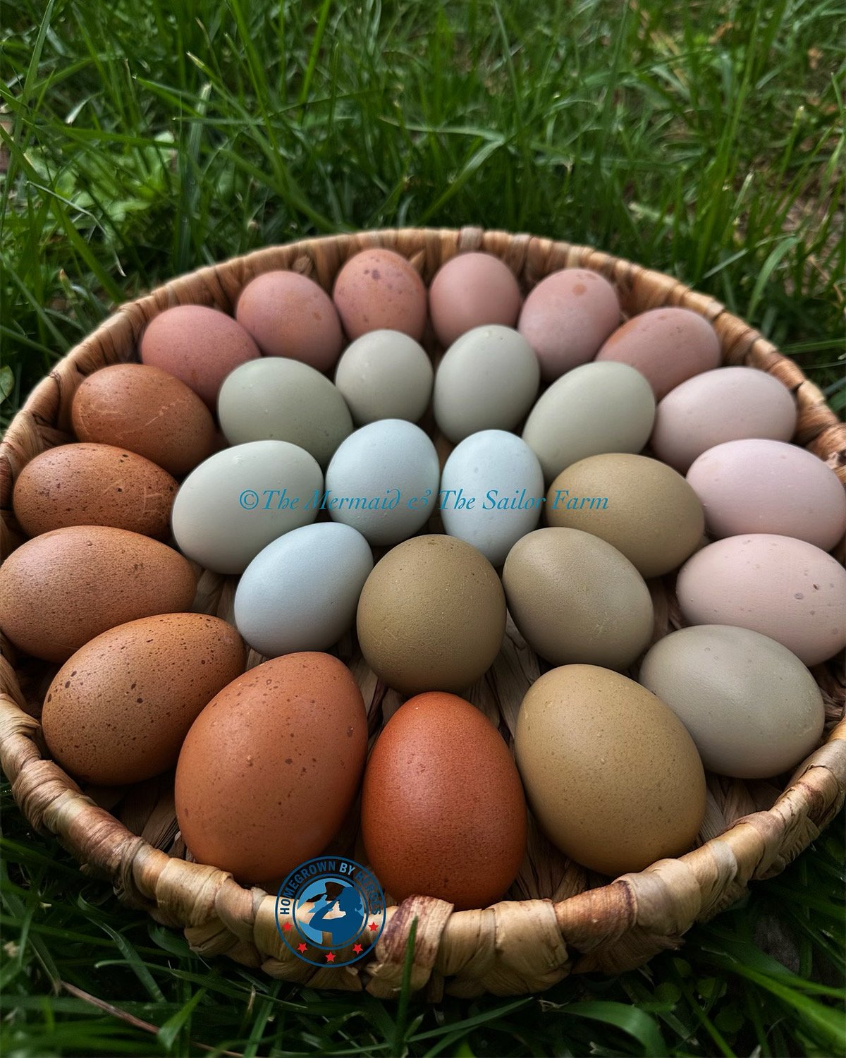 Olive Egger Hatching Eggs (F1-F3) First Generation-Third Generation on ...