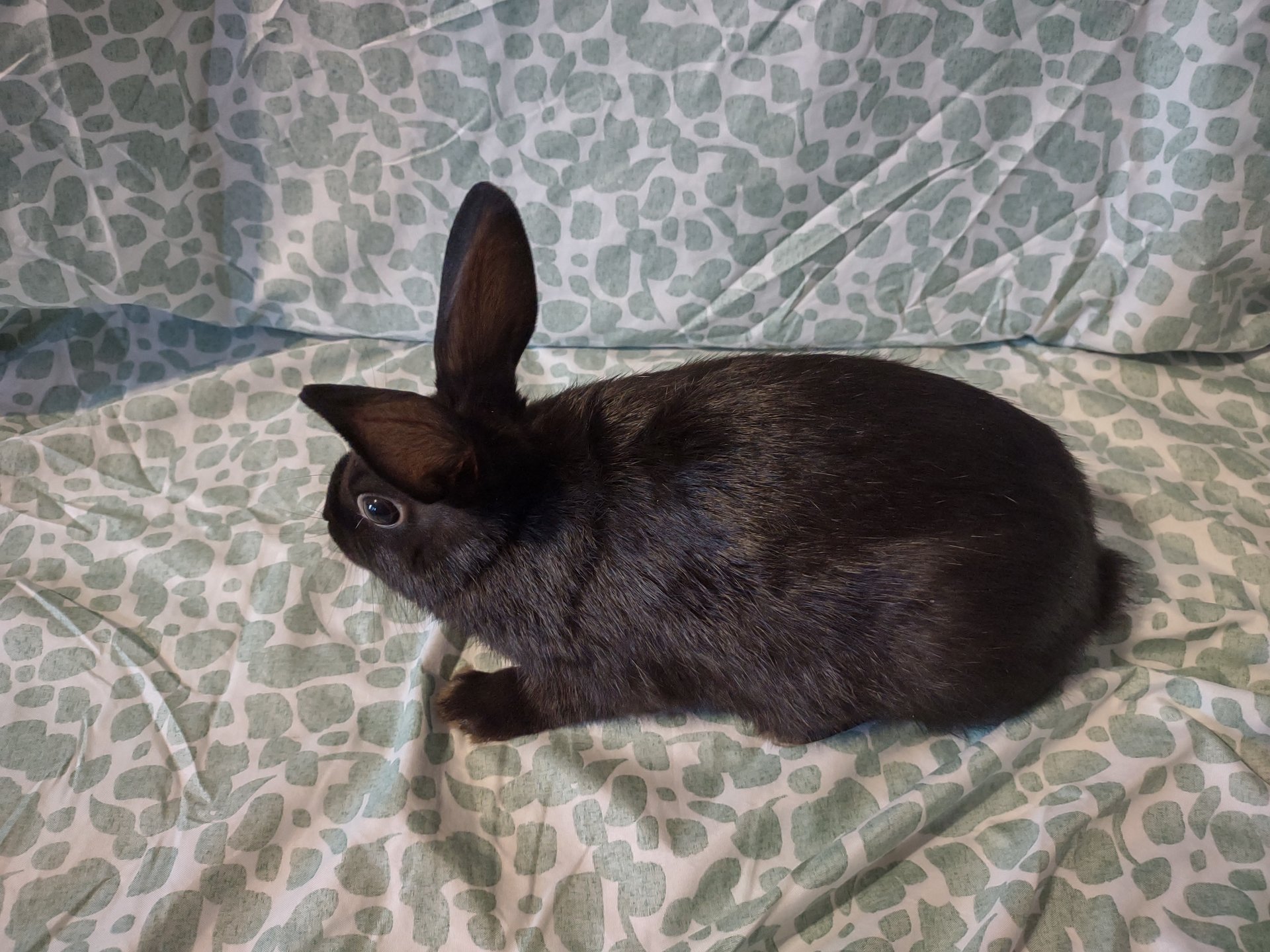 New Zealand Rex mix bunnies on Farmish