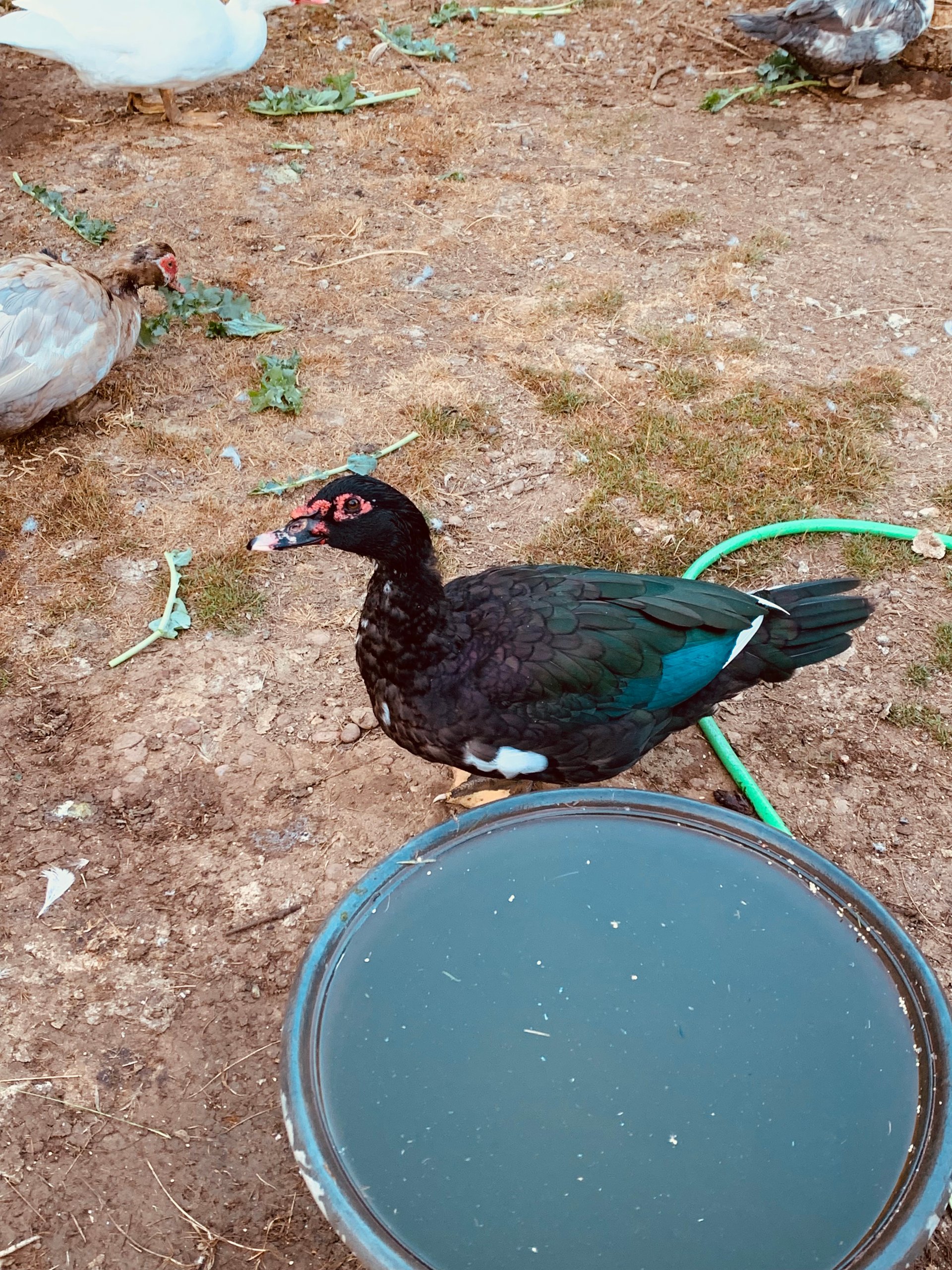 Black Muscovy Drake and Pied Black Hen Pair on Farmish