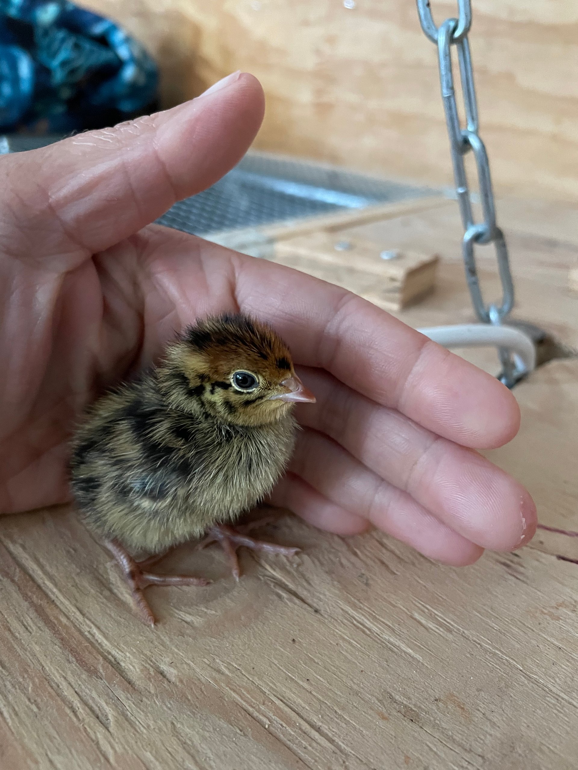 Coturnix Quail chicks on Farmish