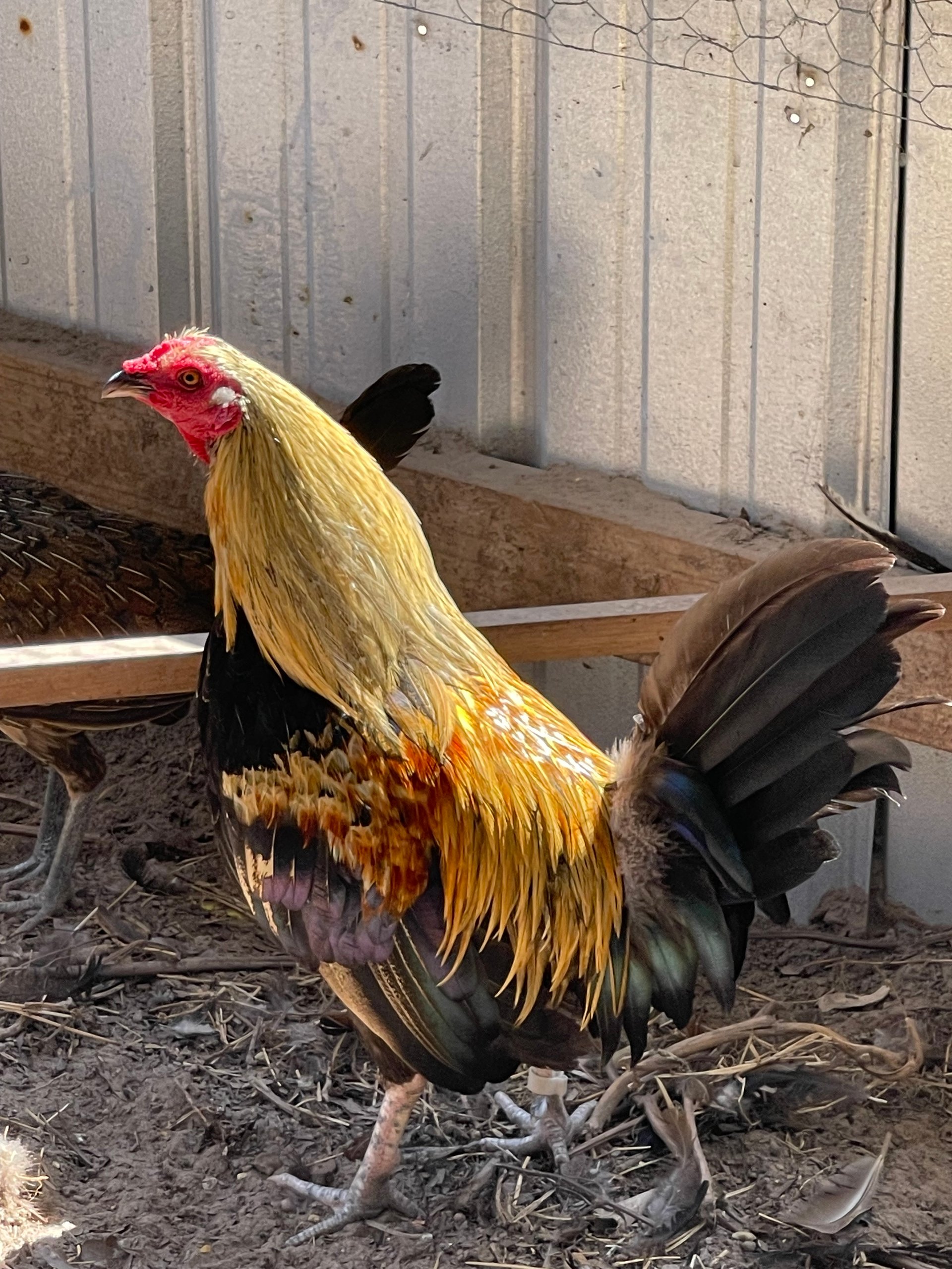 Game Chickens on Farmish