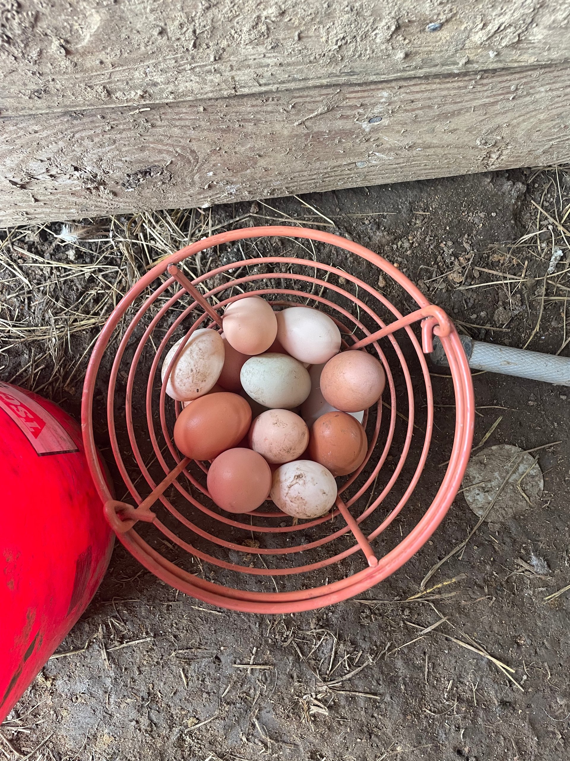 Hatchable barnyard mix eggs on Farmish