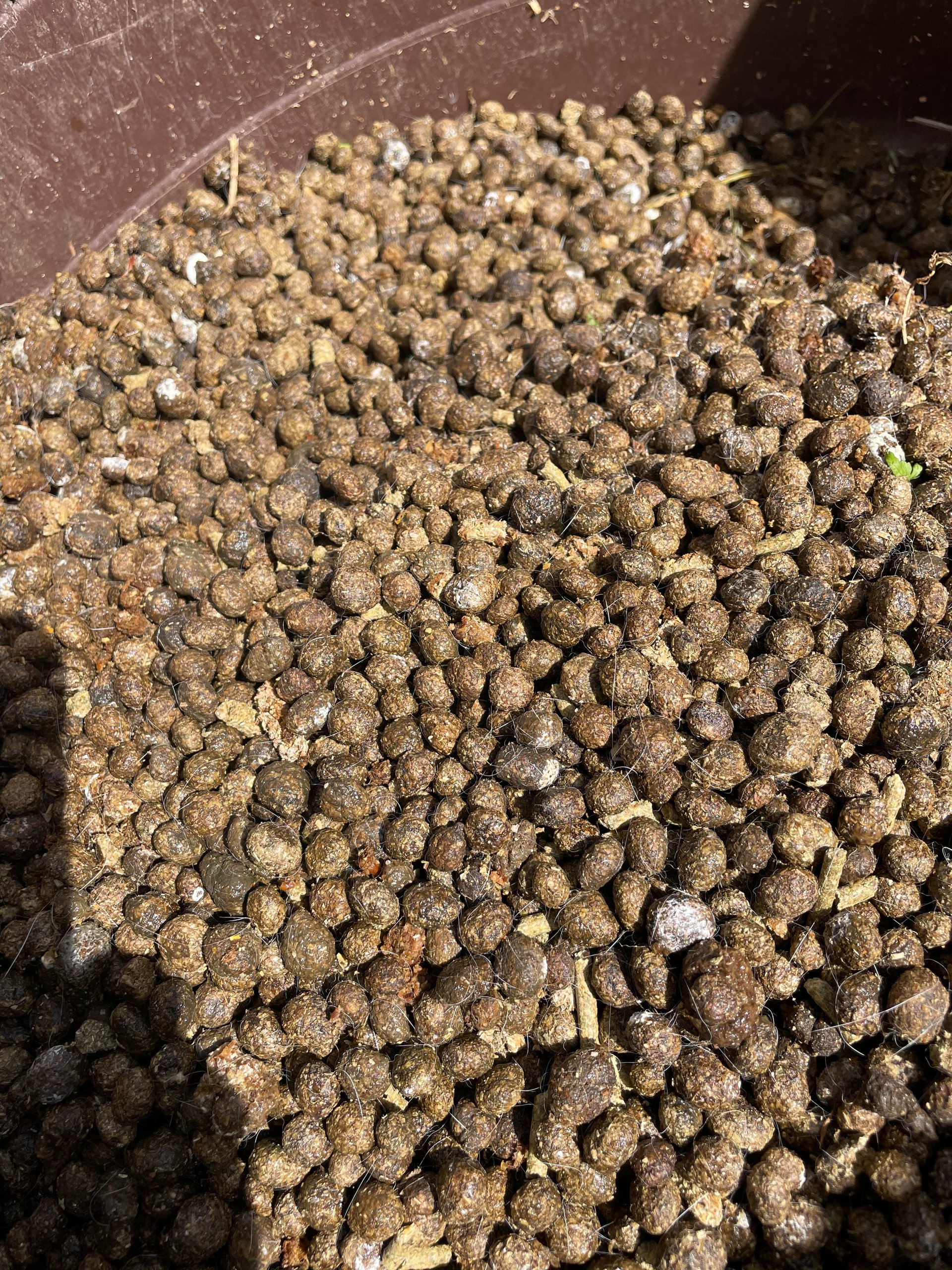 Rabbit Manure - Garden Fertilizer on Farmish