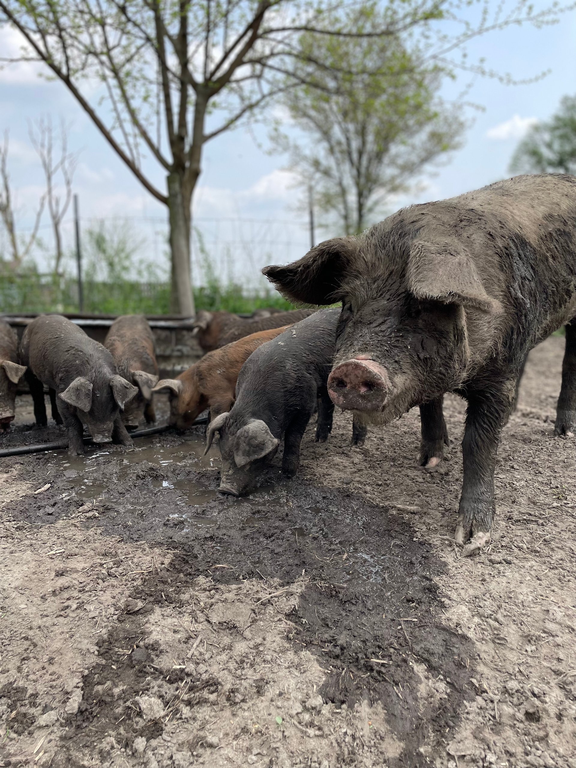 Pasture raised pork - half hog on Farmish