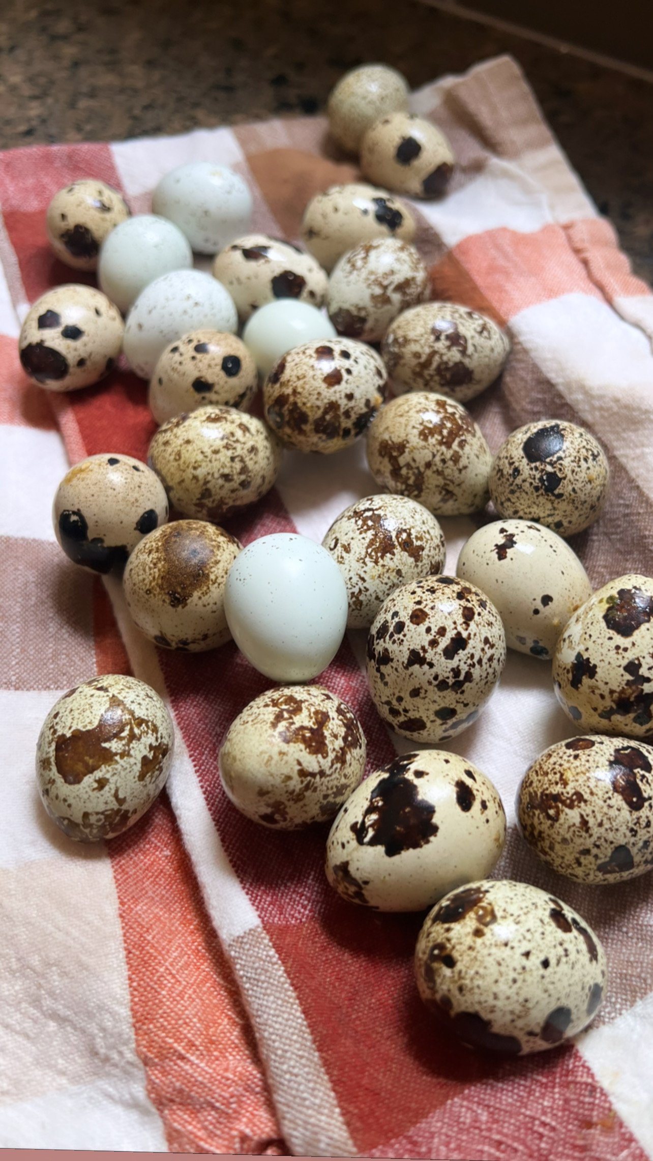 Fertile Quail Hatching Eggs on Farmish