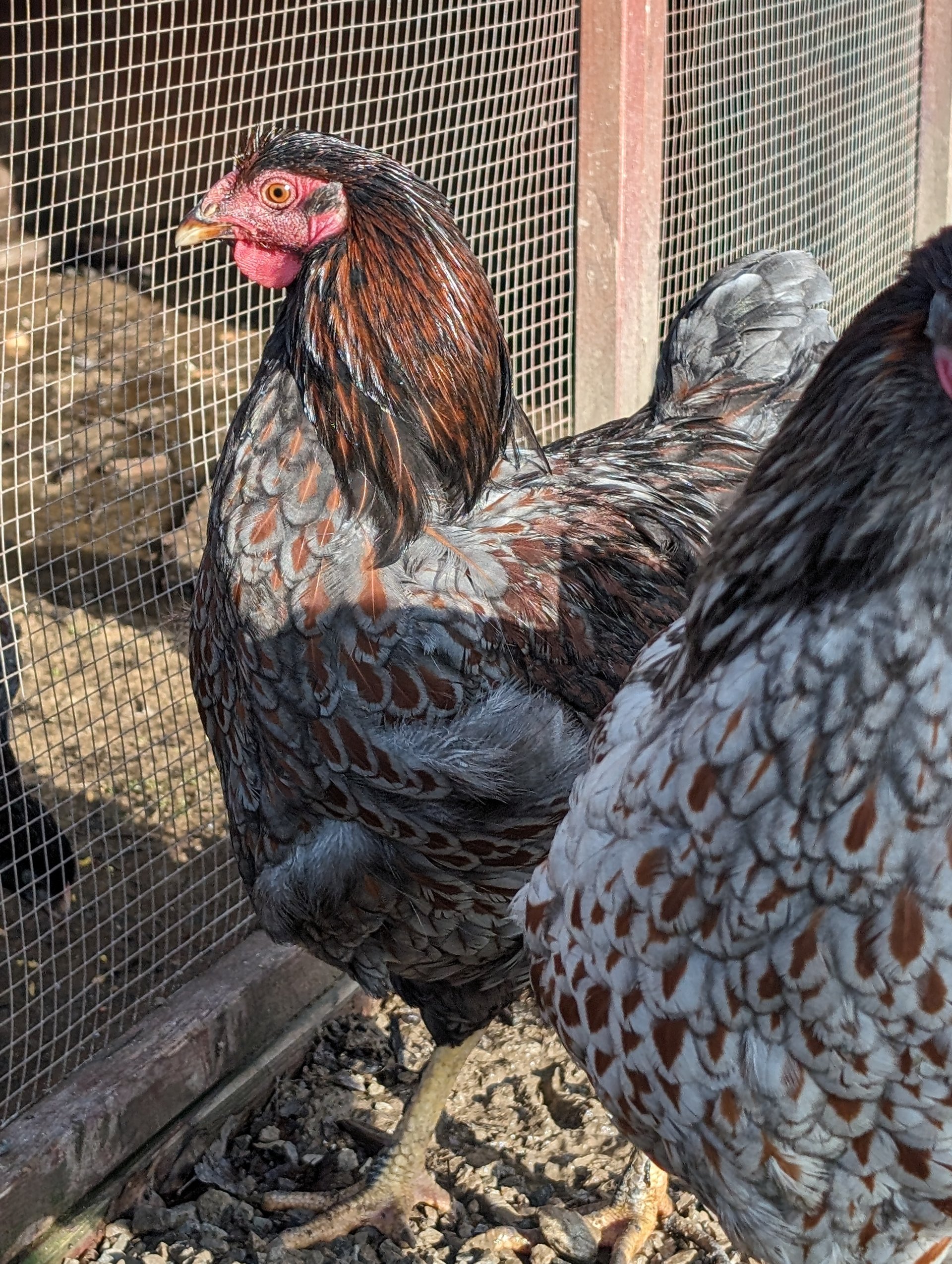 5 month old breeder quality blue laced red wyandotte roosters on Farmish