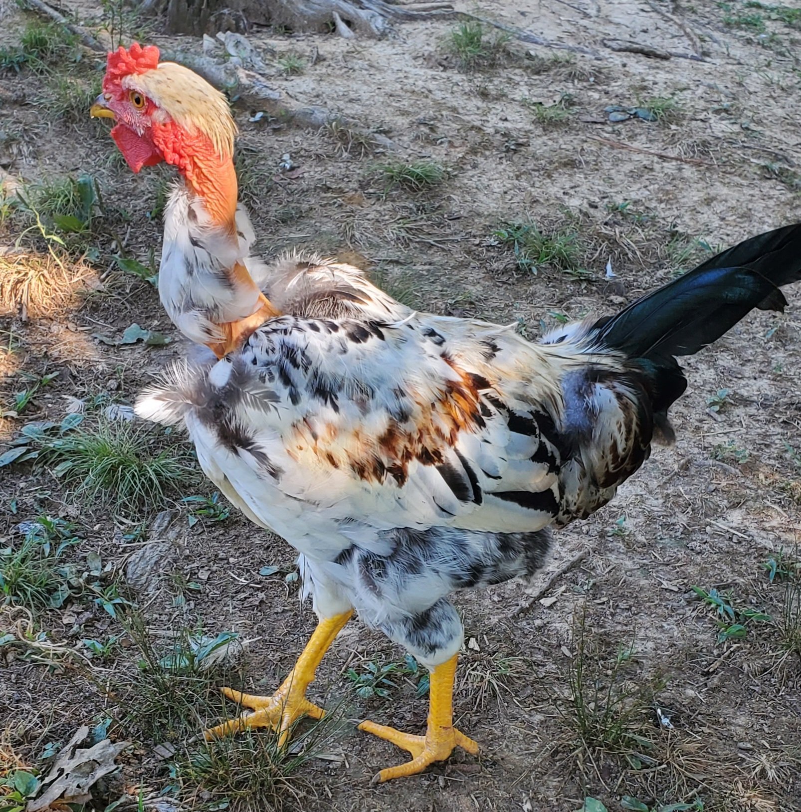 Young Turken rooster . on Farmish