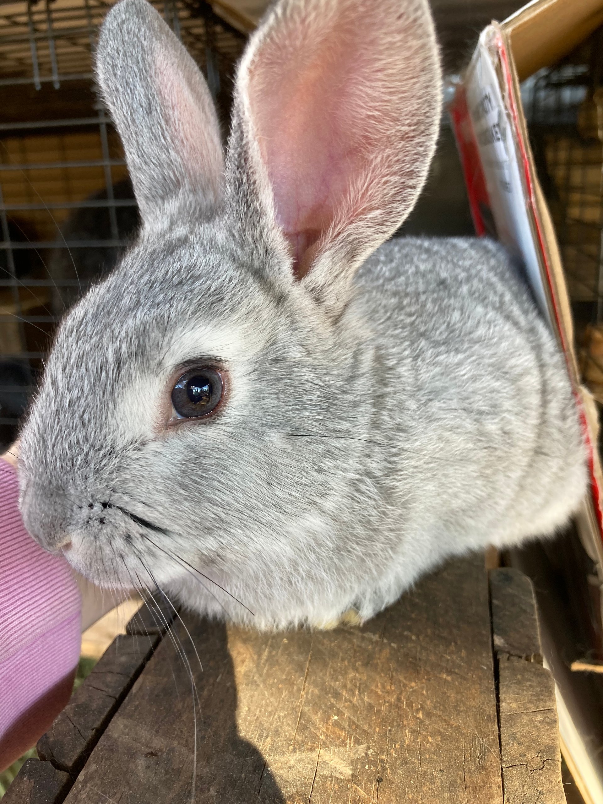 Pure Bred American Chinchilla rabbits, 8 weeks on Farmish