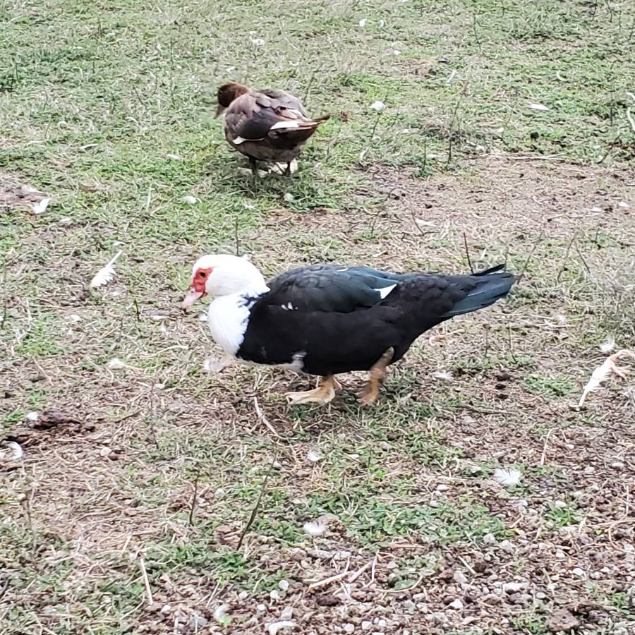 Beautiful Muscovy Hens on Farmish