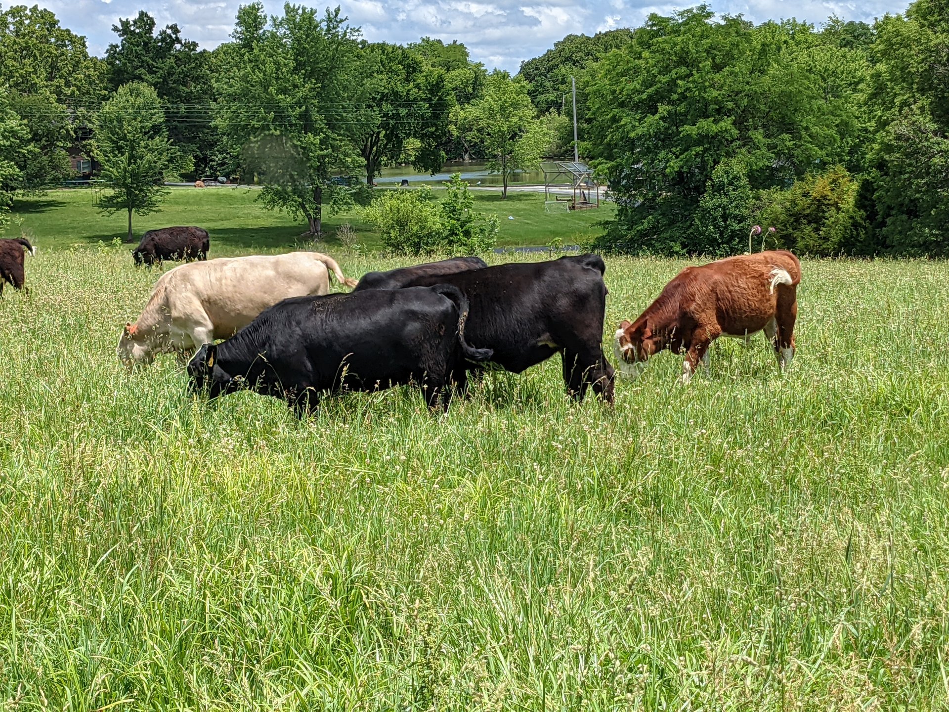 Farm to table beef on Farmish