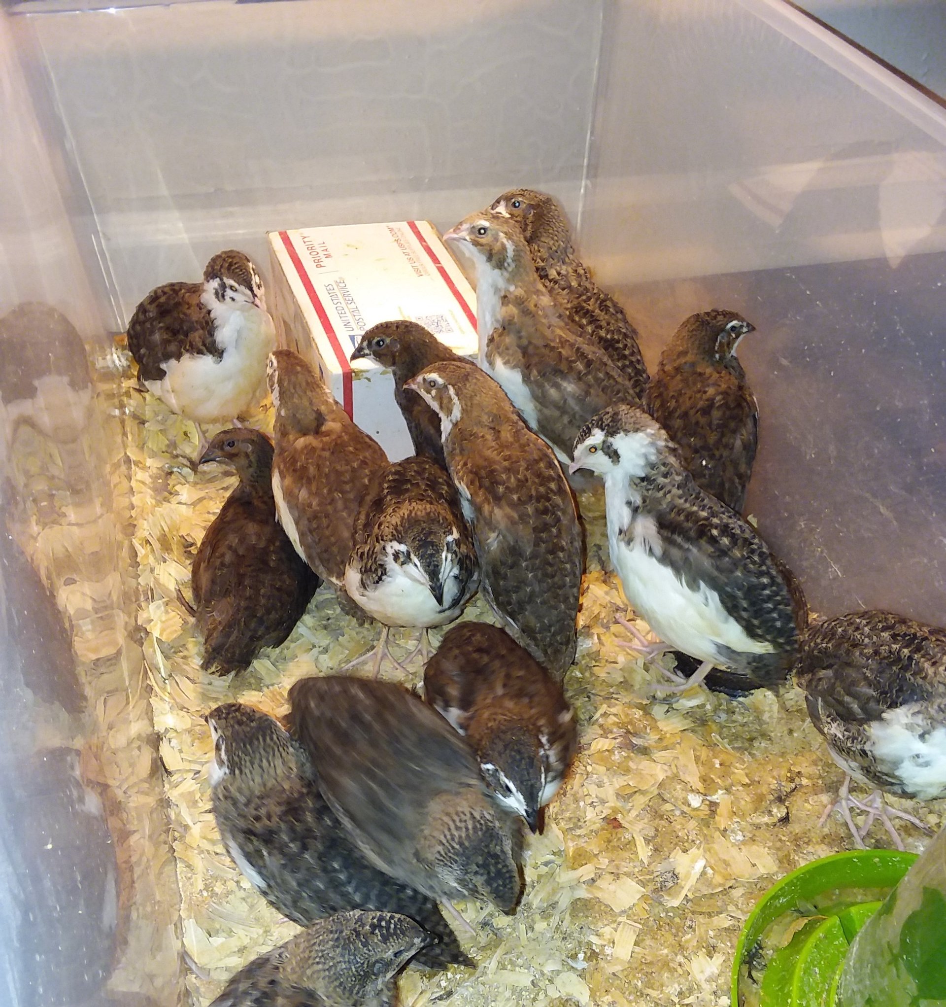 Coturnix Quail on Farmish