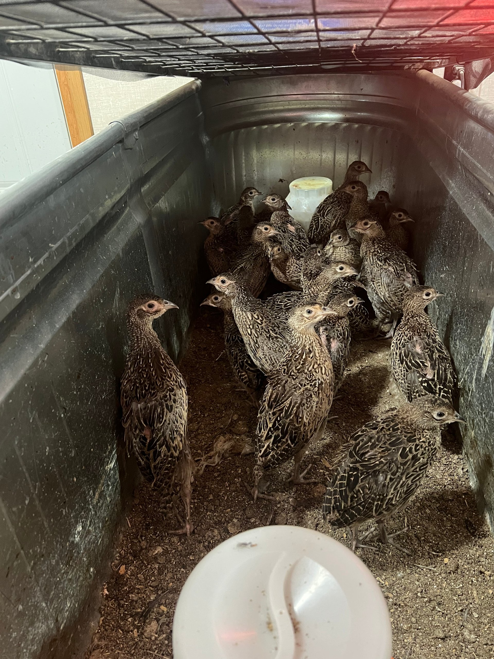Ringneck pheasant eggs and chicks on Farmish