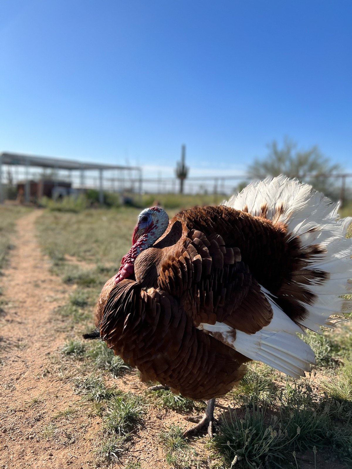 Heritage Thanksgiving Turkeys (fully processed) on Farmish