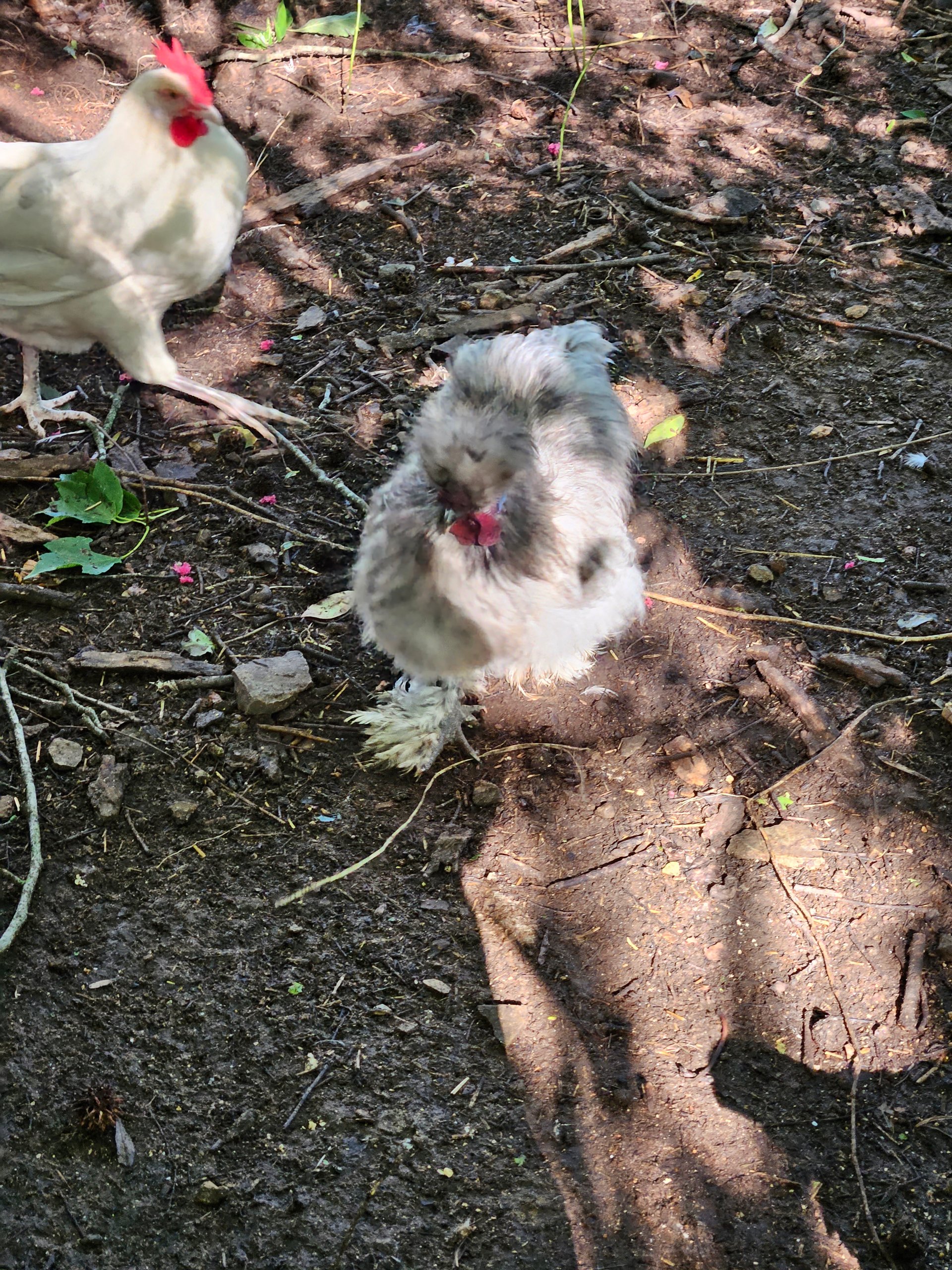 Silkie roo on Farmish