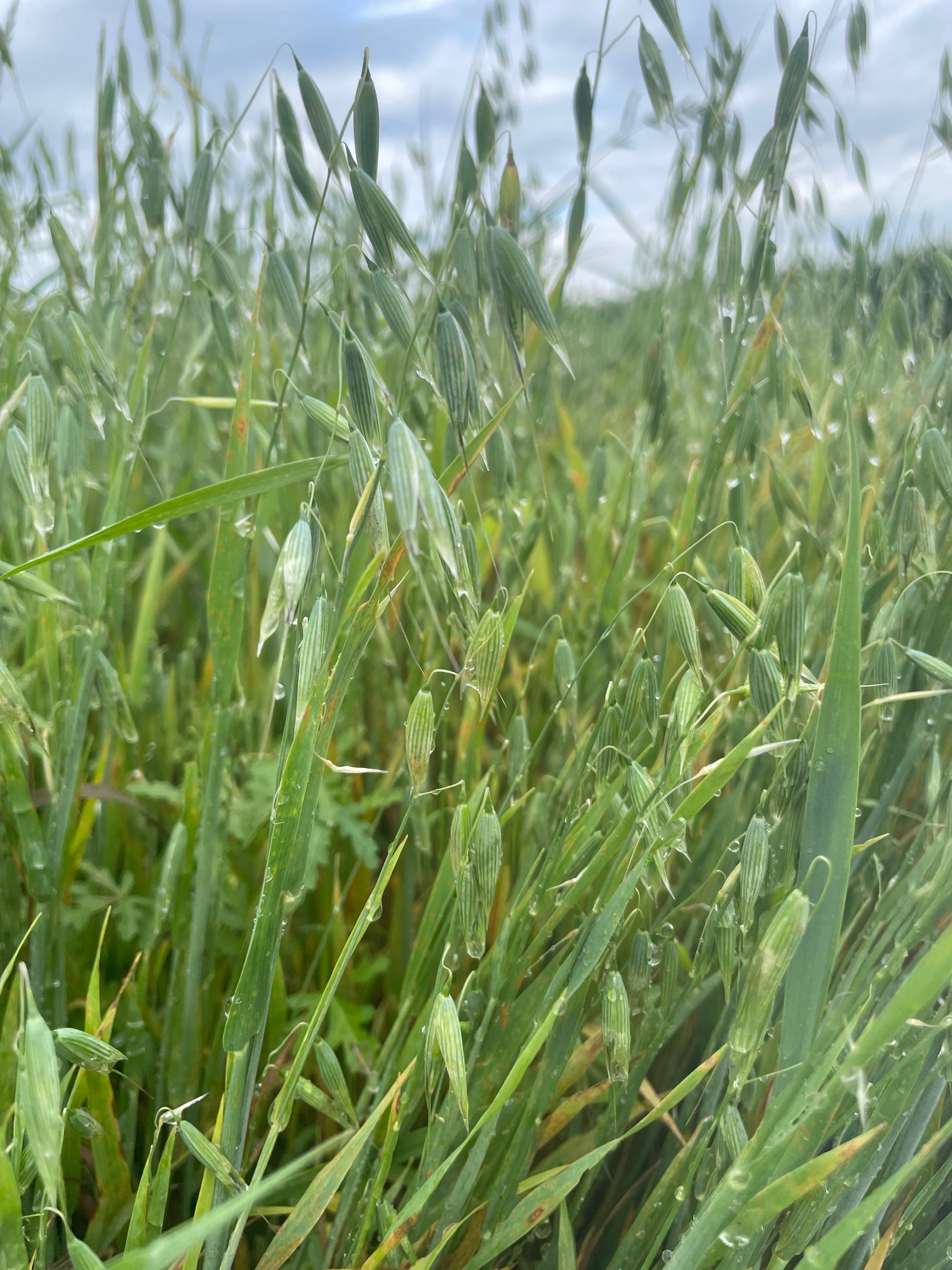 Fresh Green Milky Oat Tops on Farmish