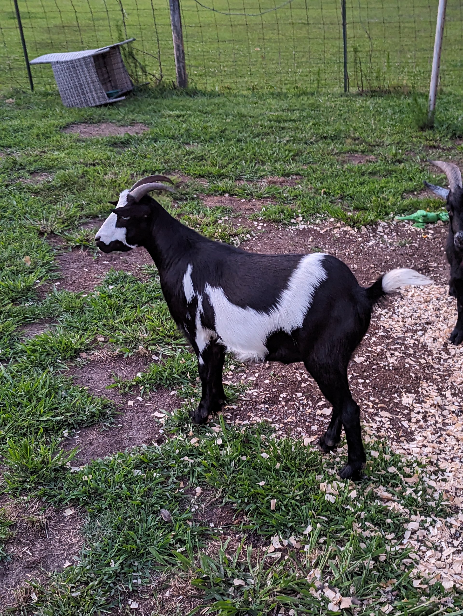 1.5 year old banded fainting goat Male on Farmish
