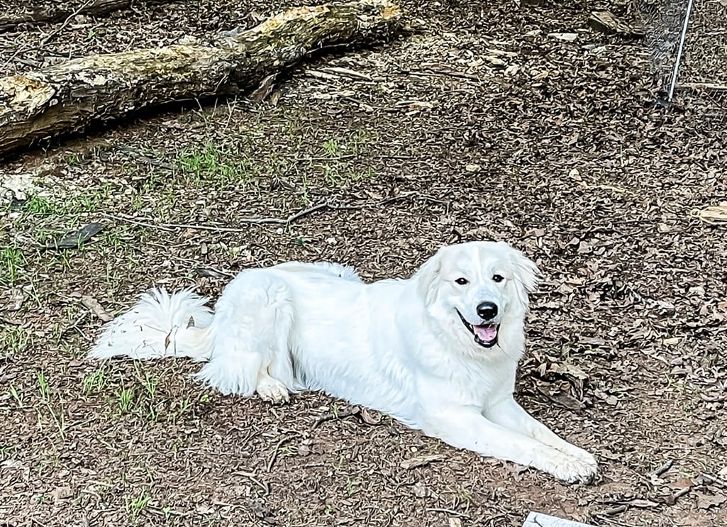 Great Pyrenees / Kangal Cross Livestock Guardian Puppies on Farmish