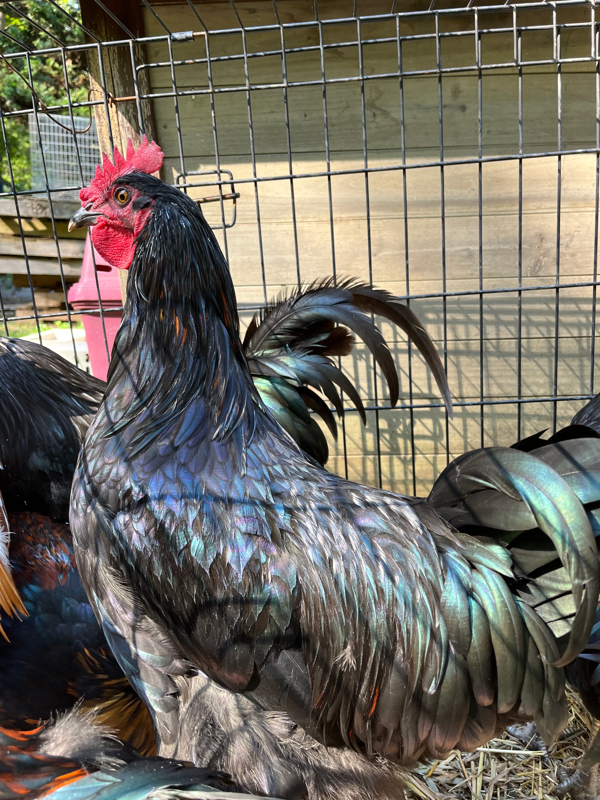 Australorp Mixed Cockerals on Farmish