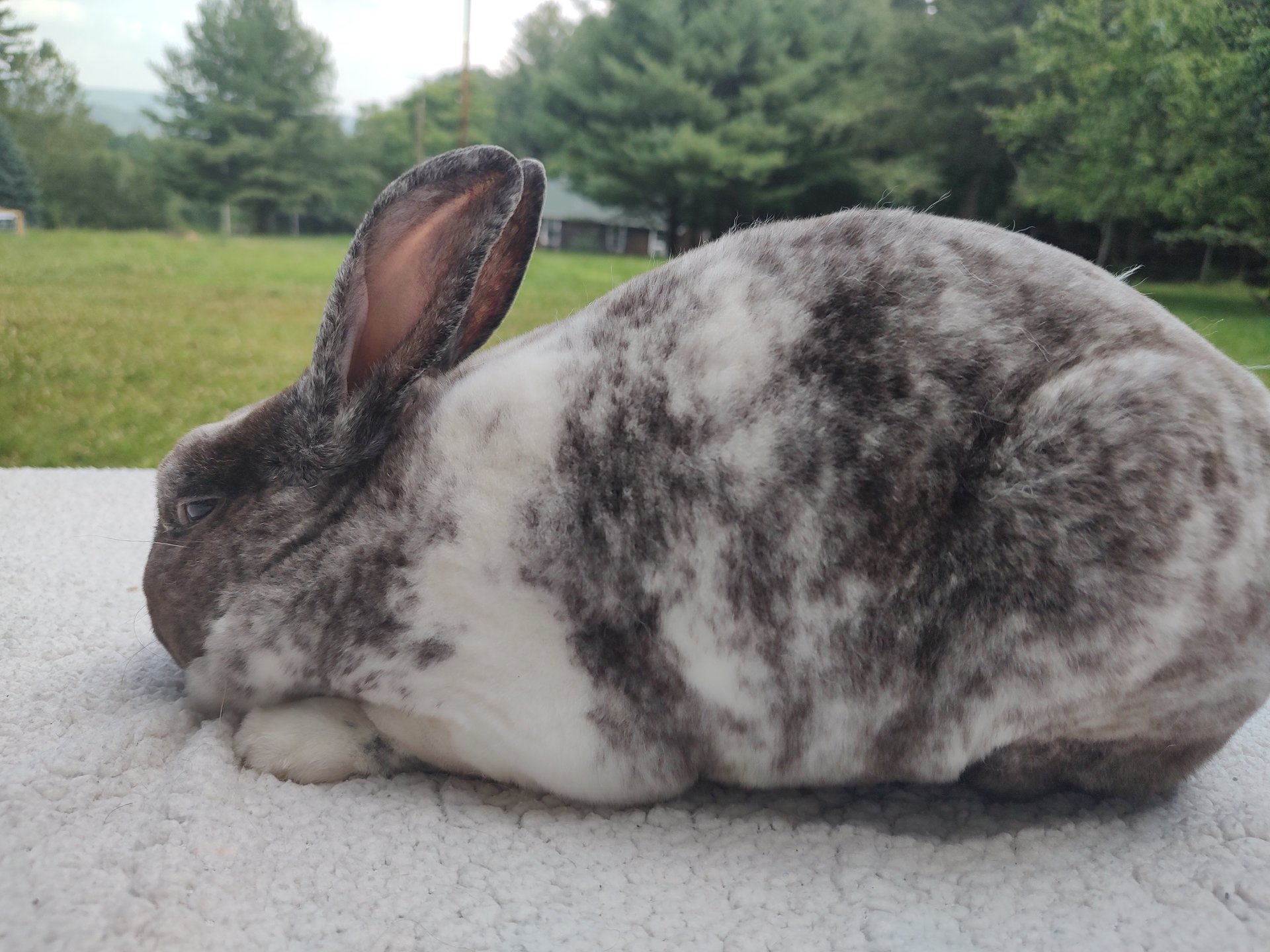 Standard Rex rabbit on Farmish