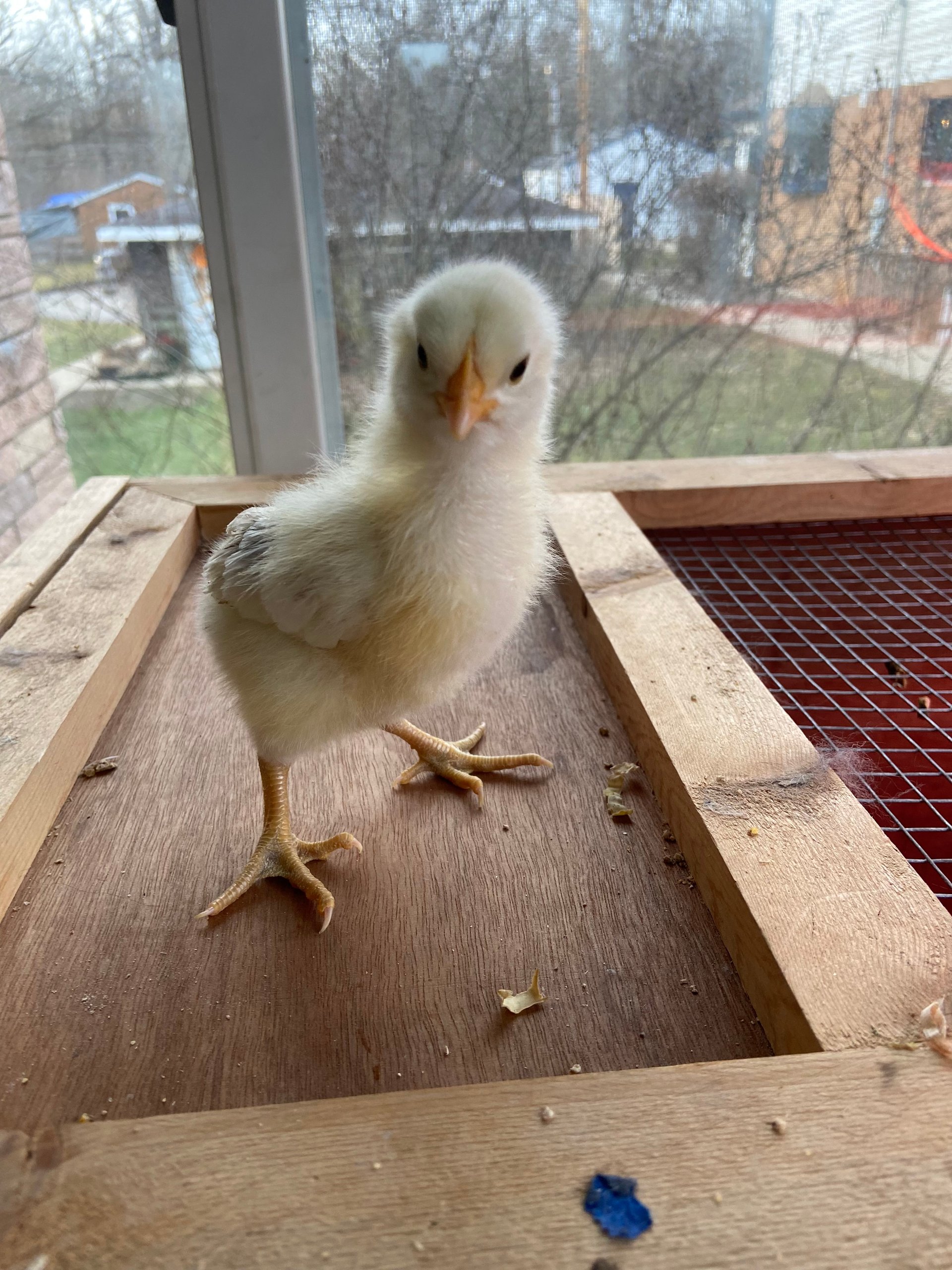 1 day - 1 week old chicks on Farmish
