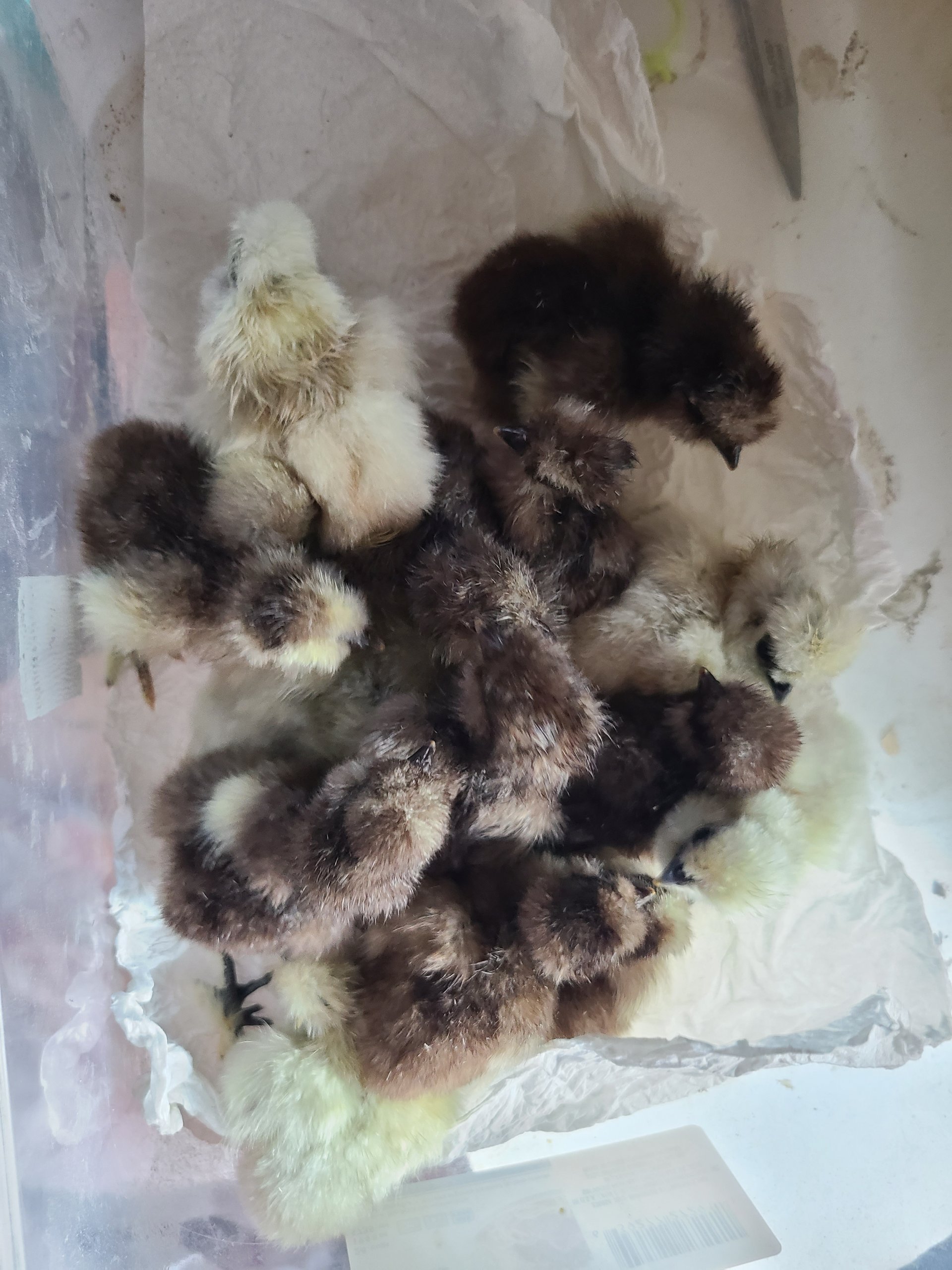 Chocolate silkies on Farmish