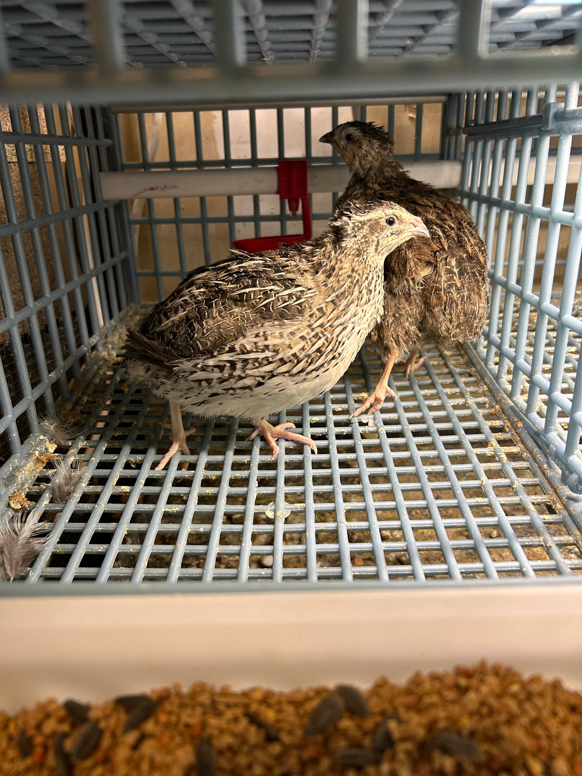 Free celadon quail pair on Farmish