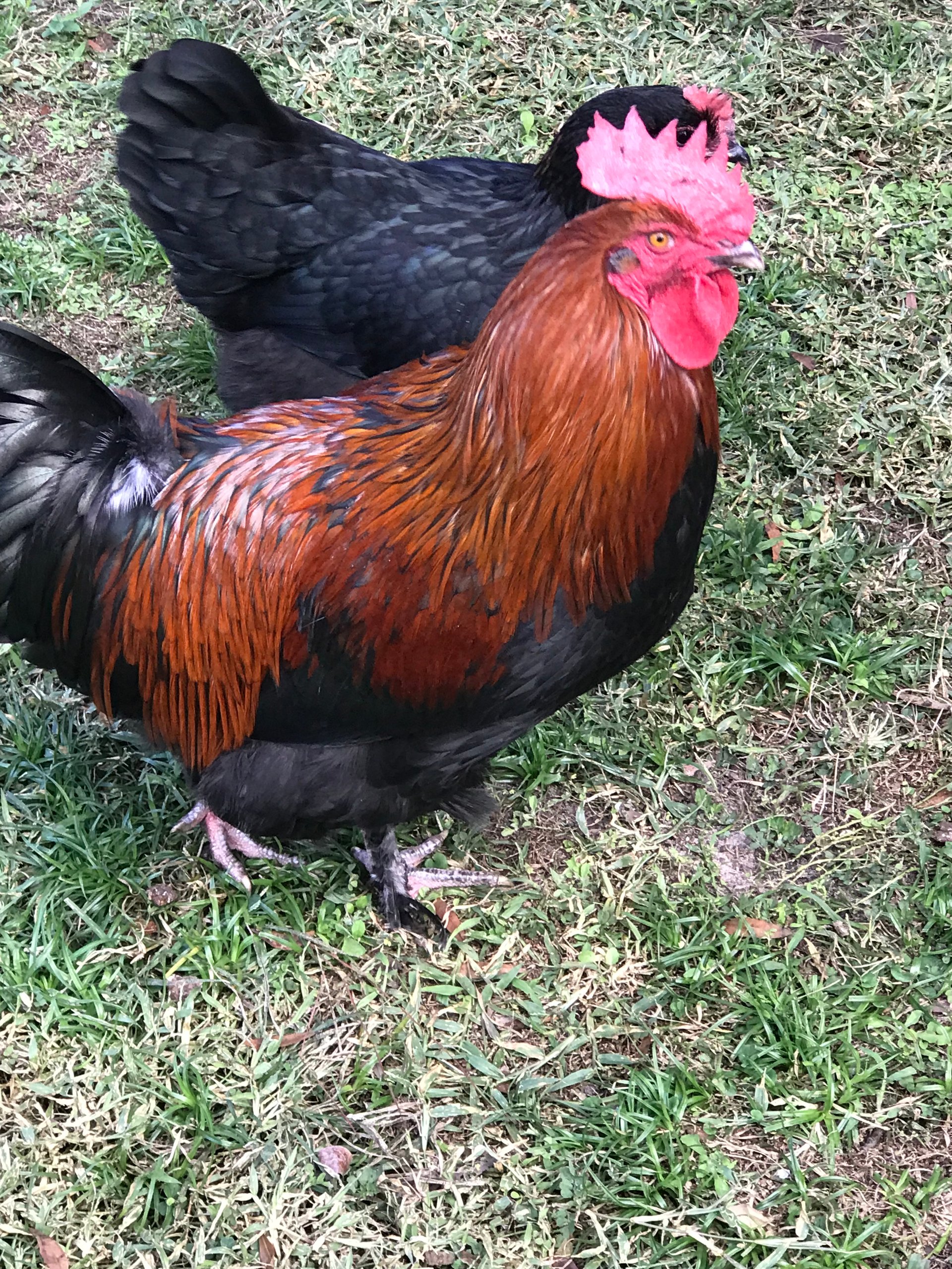French Black Copper Marans rooster SOLD on Farmish