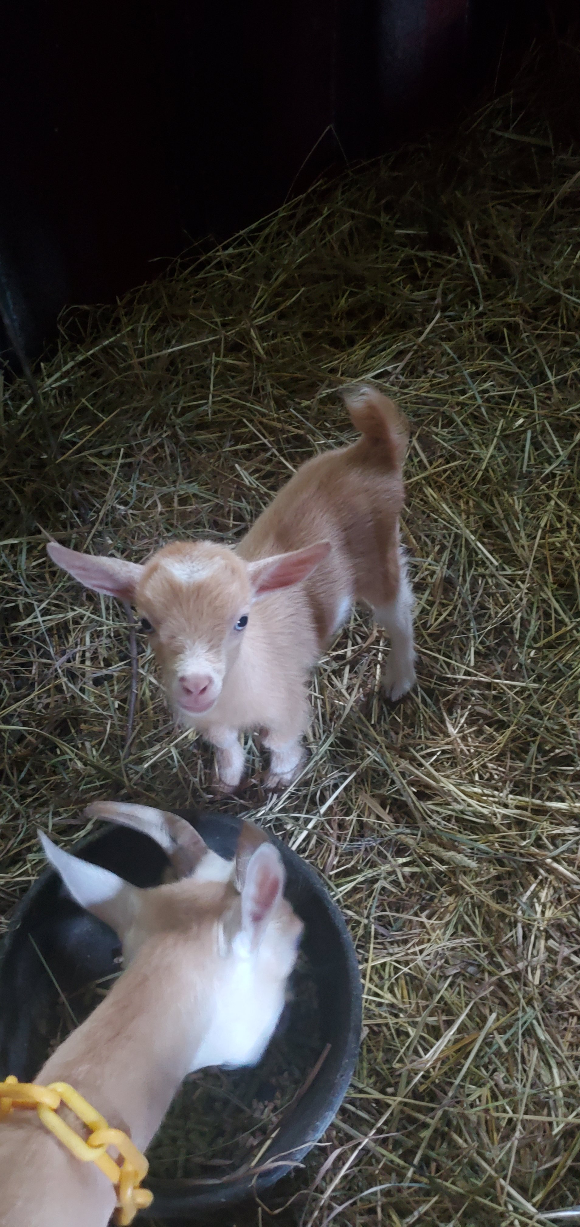 Nigerian Dwarf doeling on Farmish