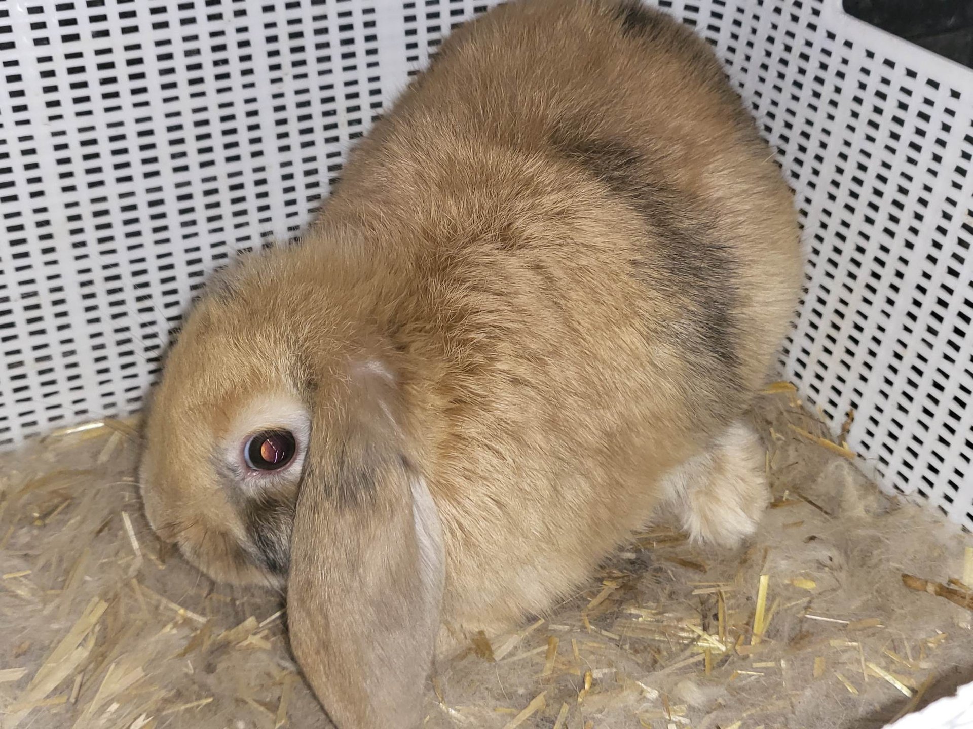Male harlequin Holland lop on Farmish