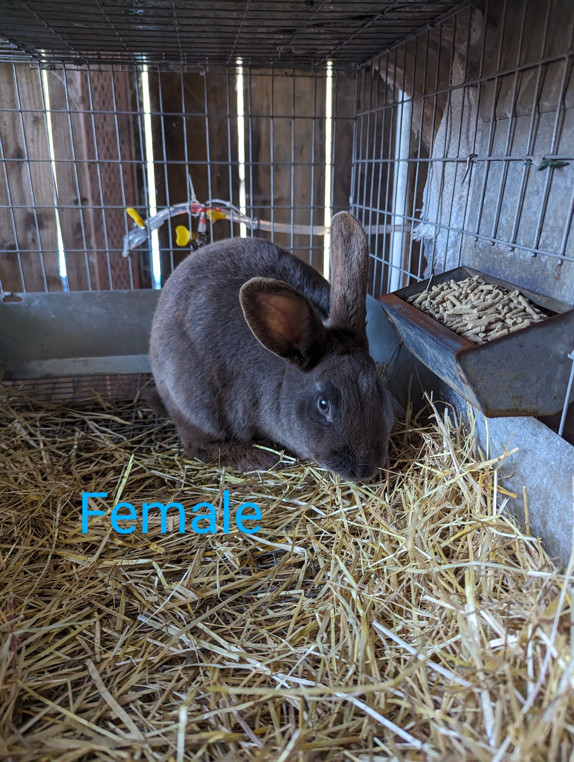 California/ Rex rabbits on Farmish