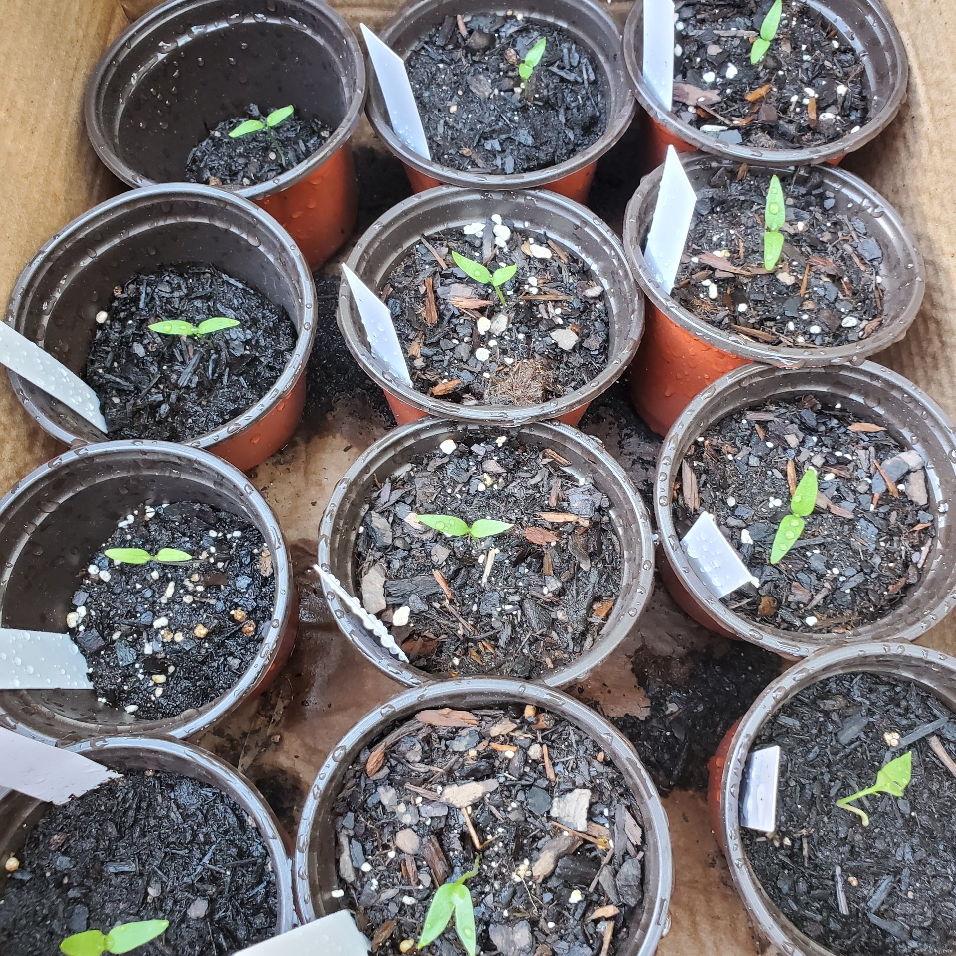 Vegetable Starter plants on Farmish
