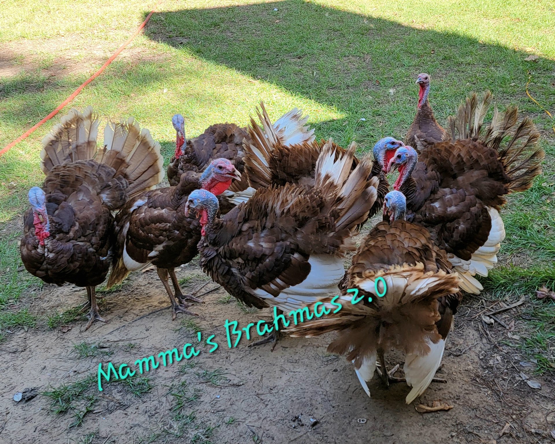 Buff Brahma, Celadon Quail, Bourbon Red jakes on Farmish