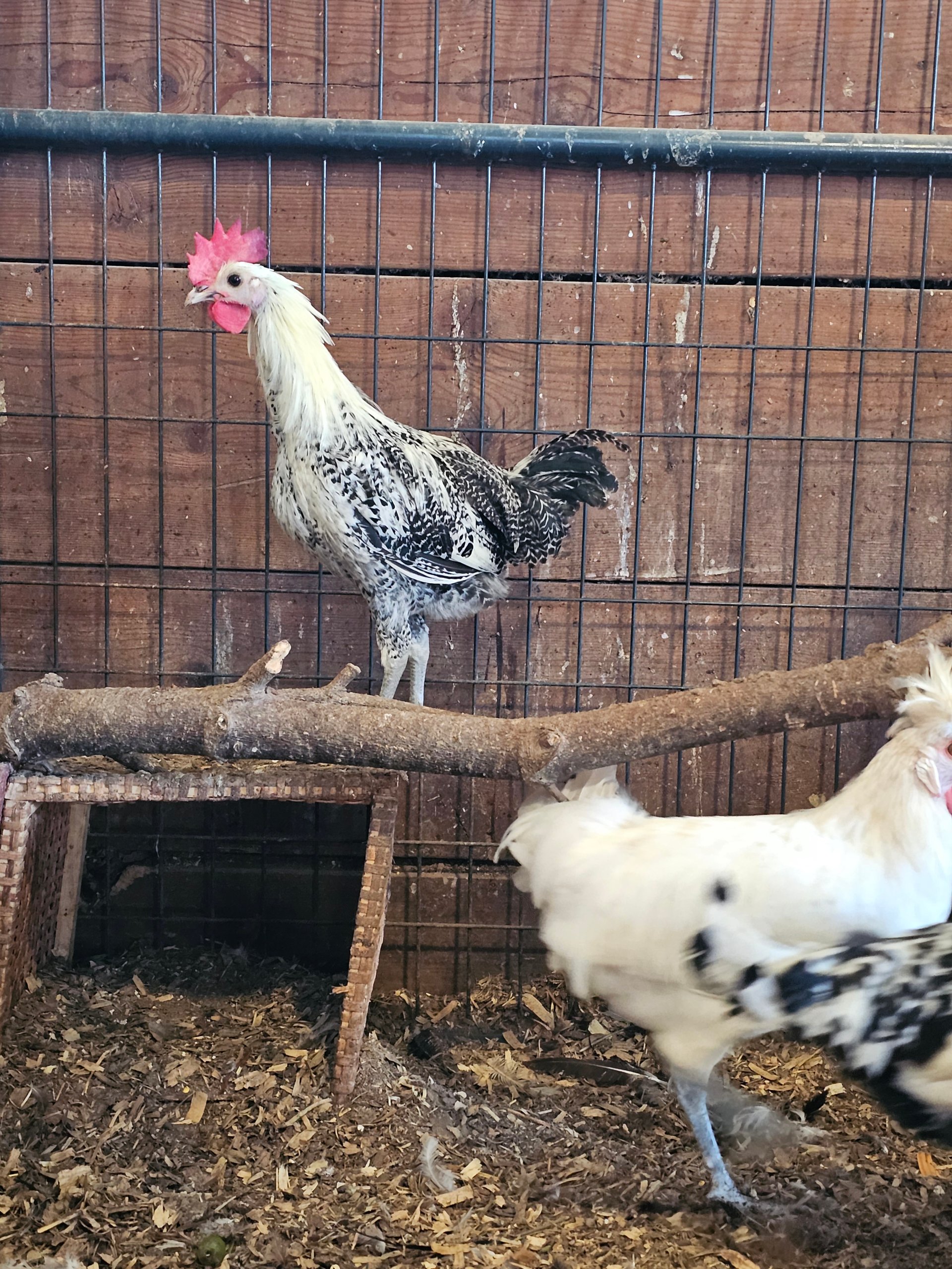 Free Roosters - Egyptian Fayoumi & Easter Egger on Farmish