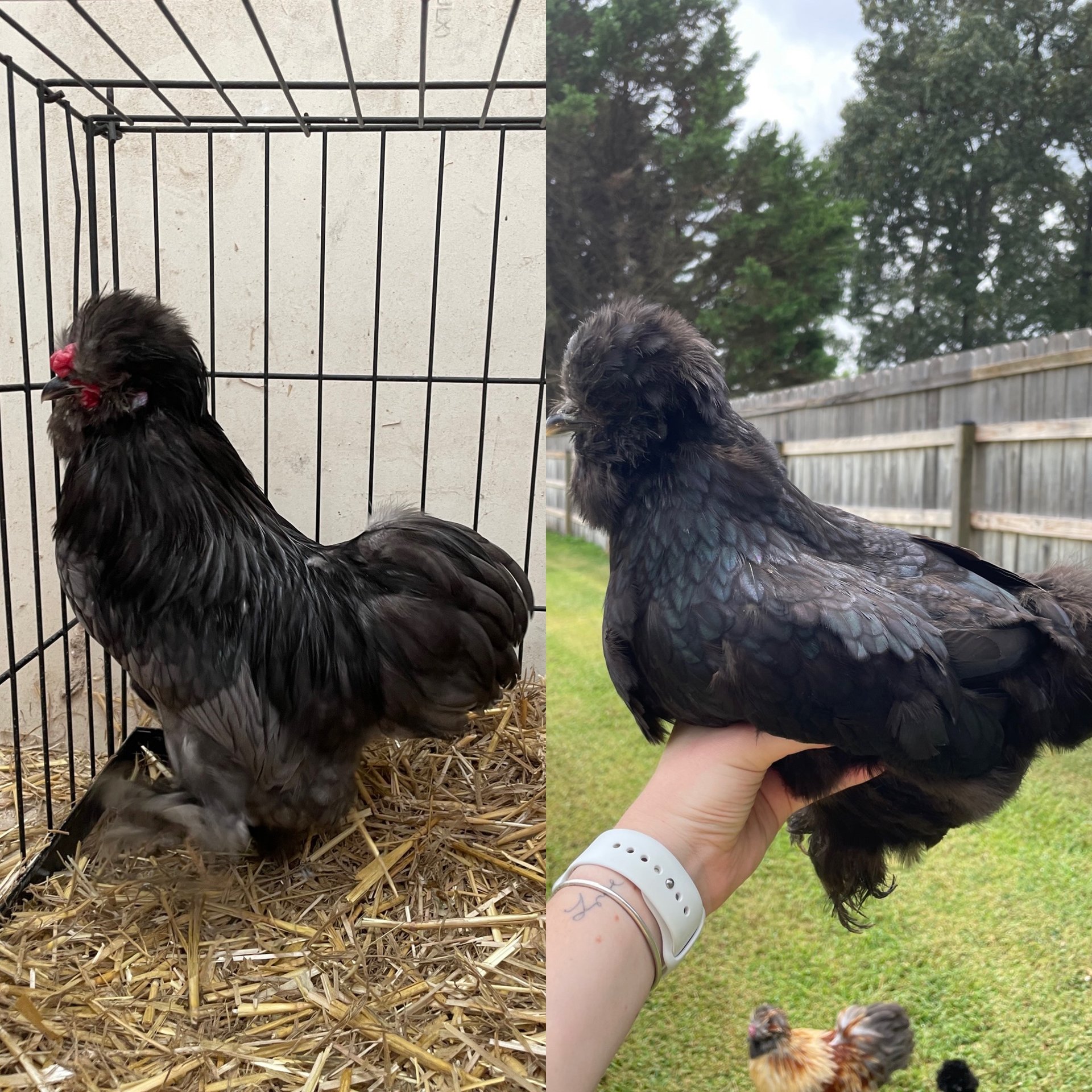 Satin Hen & Rooster on Farmish