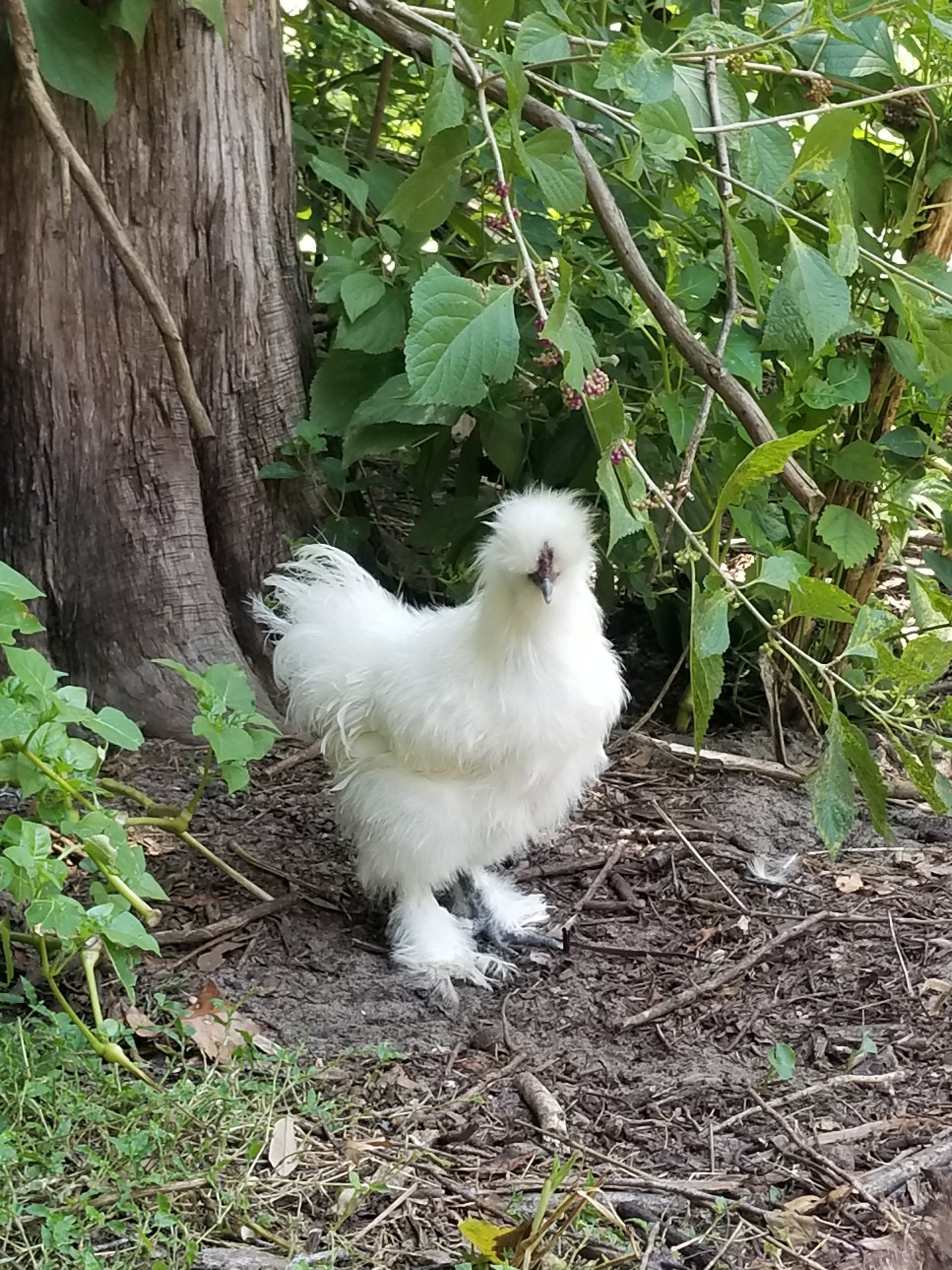 Silkie Rooster on Farmish