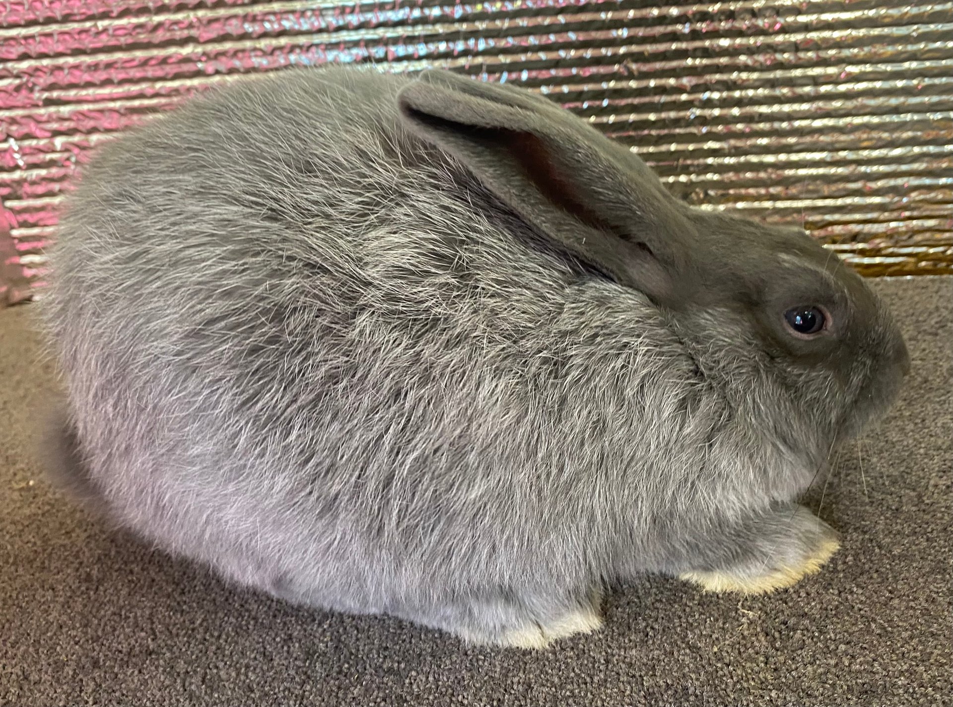 American and Silver Fox Rabbits on Farmish