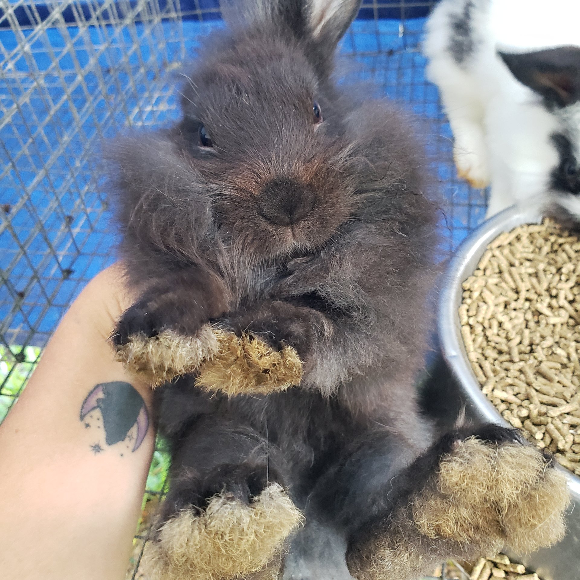 Lionhead × Rex rabbits on Farmish