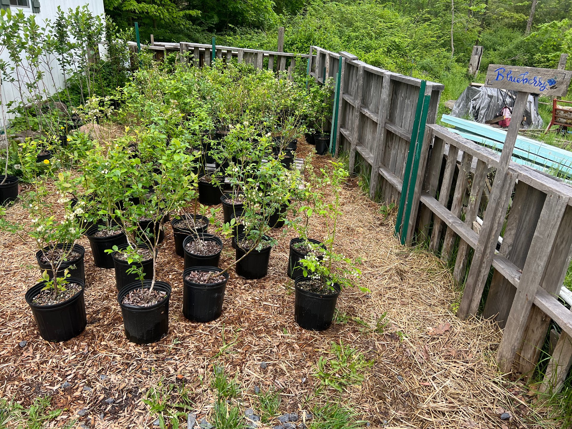 Organic blueberry bushes, thornless red raspberry canes, thornless ...