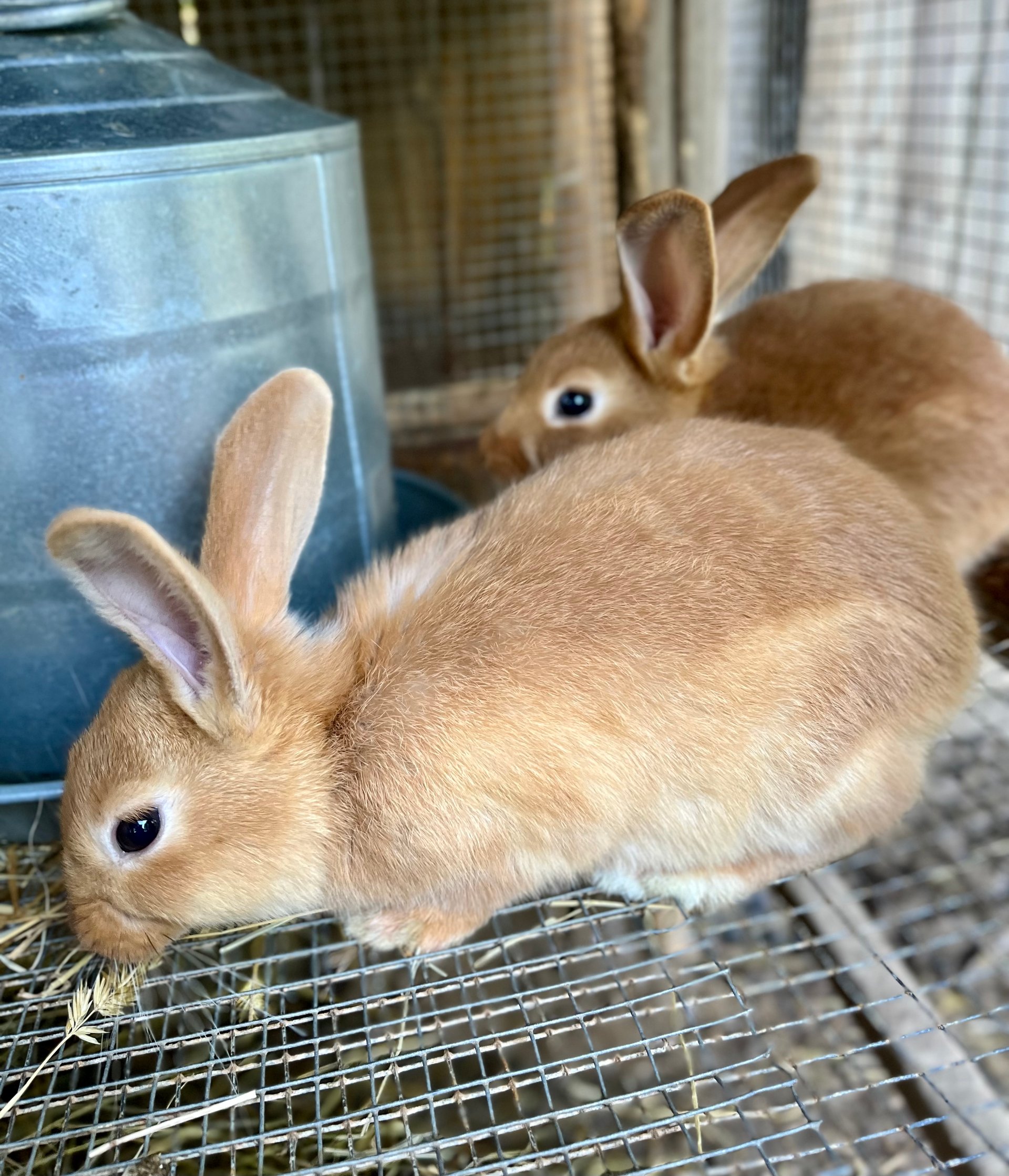 New Zealand Red Rabbits on Farmish