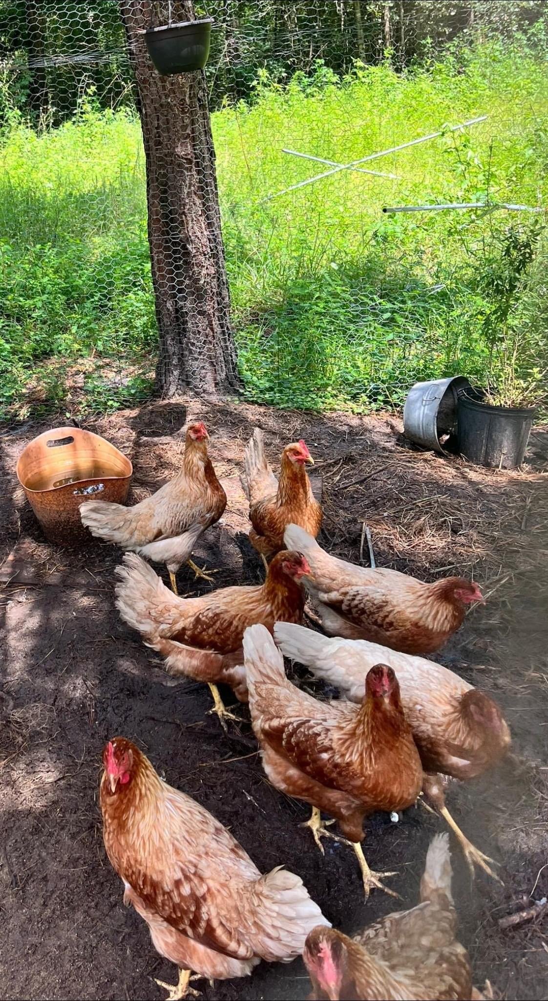 Starlight green Eggar hens. on Farmish