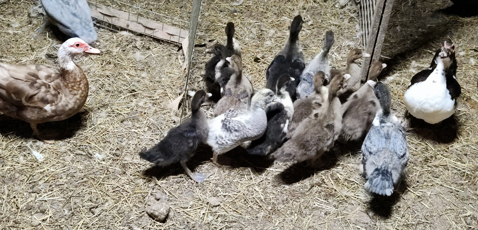 Muscovy duckling (quackless-mosquito eaters) not like other ducks on ...