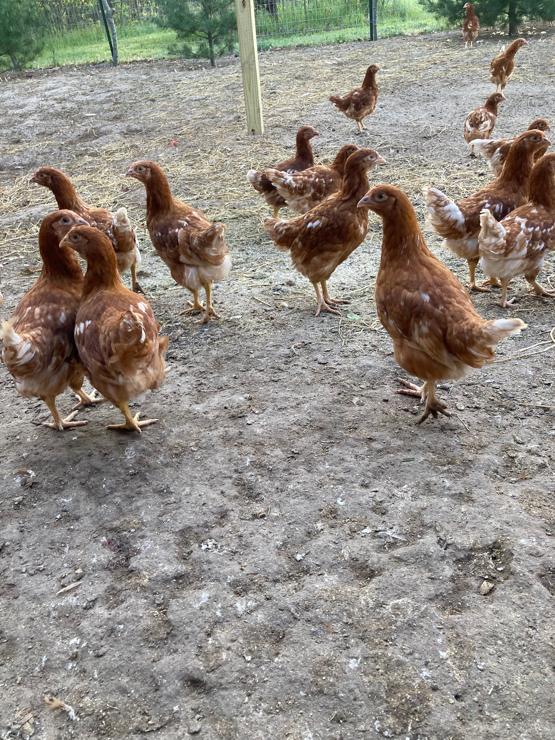 Isa brown pullets 12week old on Farmish