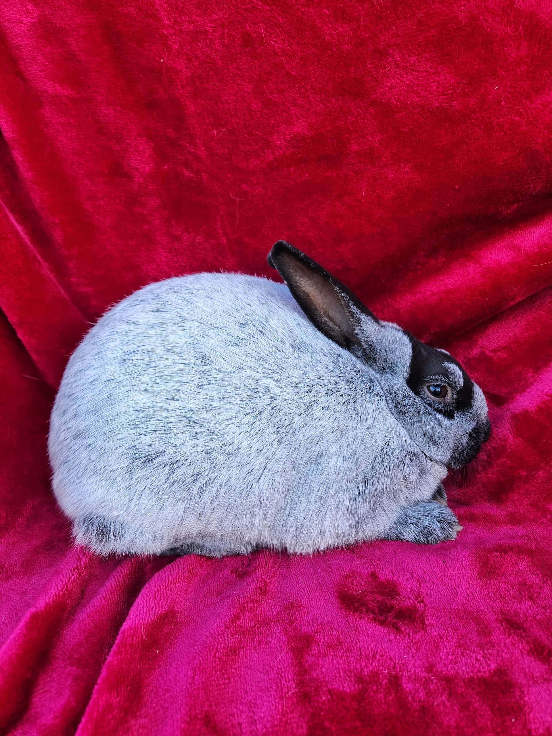 Champagne d'Argent Meat Rabbits on Farmish